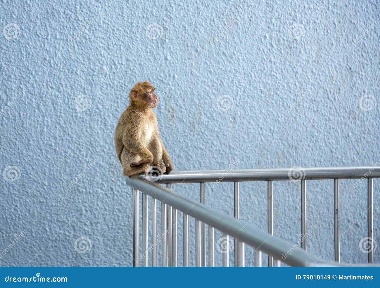 Monkey Sitting on the Top Cable Car Station of Gibraltar Stock Image ...