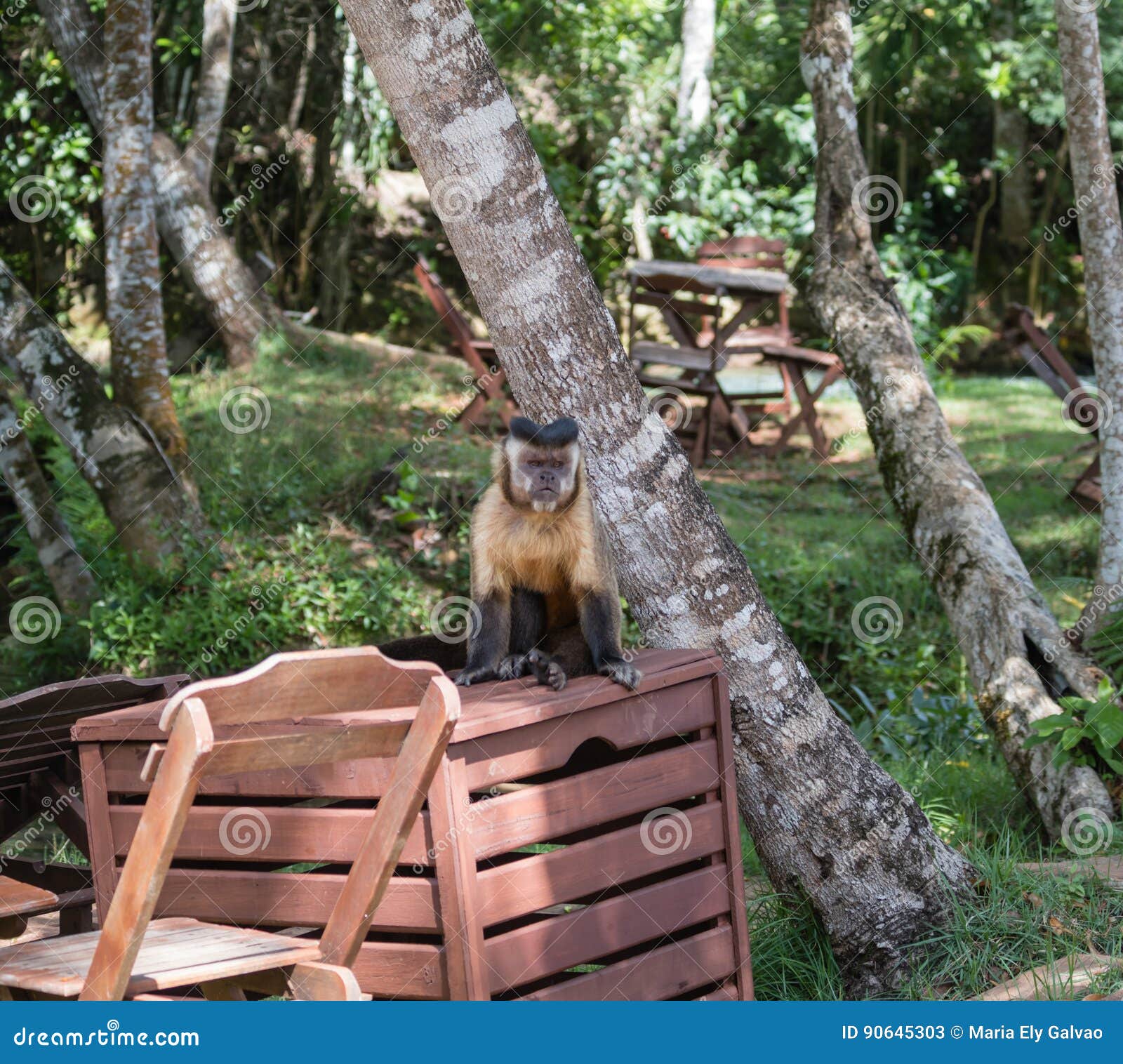 Monkey Sitting on Top of a Wooden Box Stock Image - Image of south ...