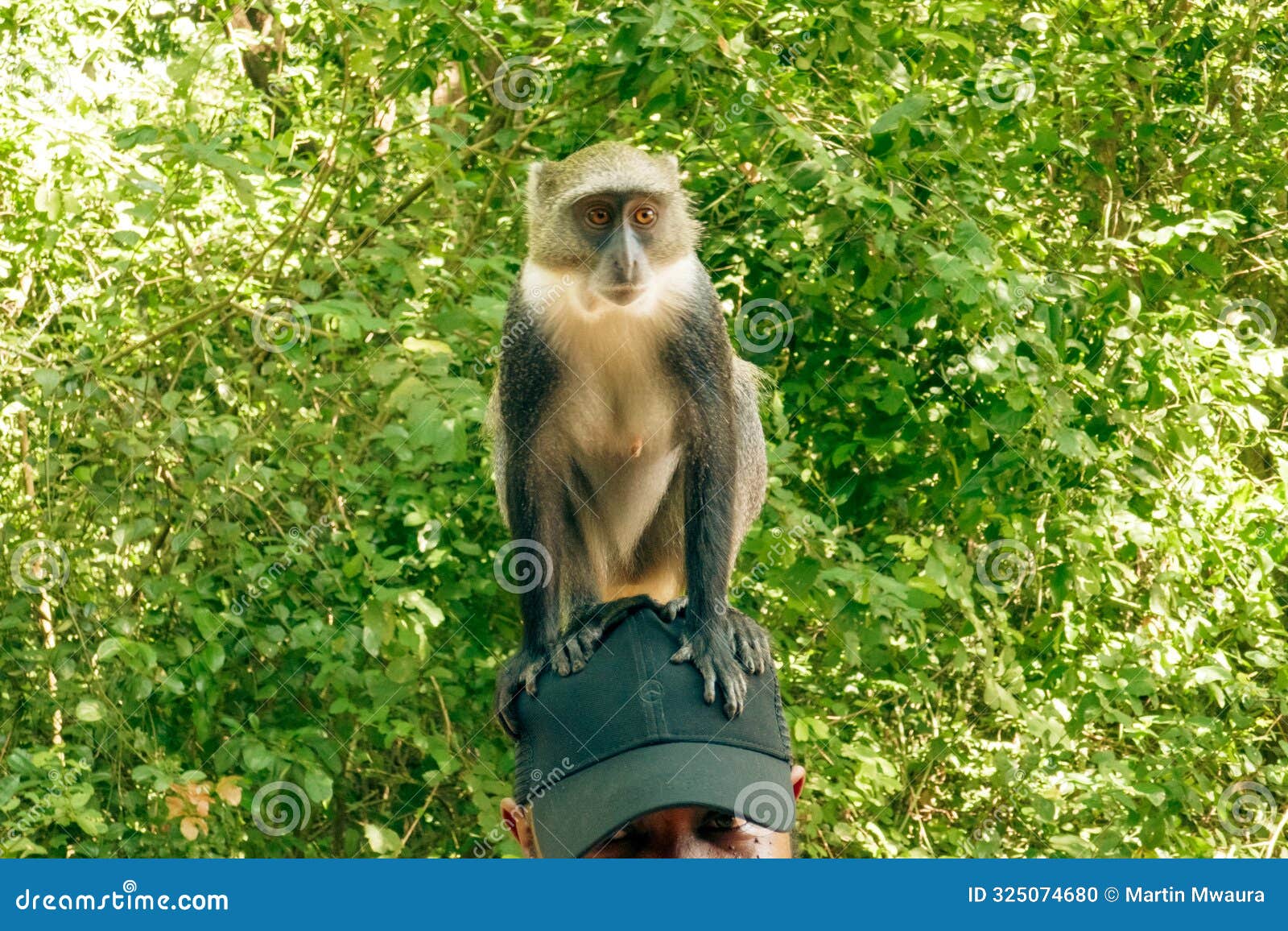 A Monkey Sitting on a Tourist at Gede Museum in Malindi, Kenya ...