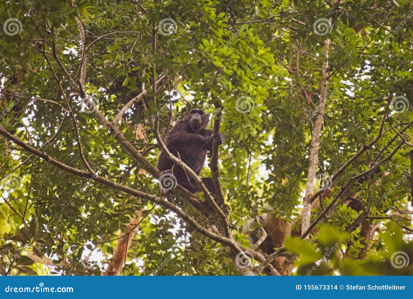 A Monkey is Sitting on a Tree Stock Photo - Image of freedom, frasers ...