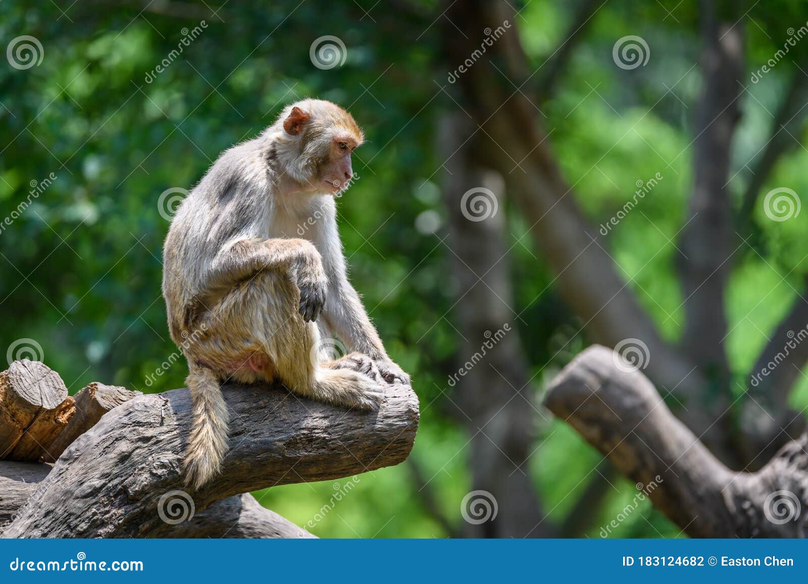 Monkey sitting on the tree stock photo. Image of outdoors - 183124682