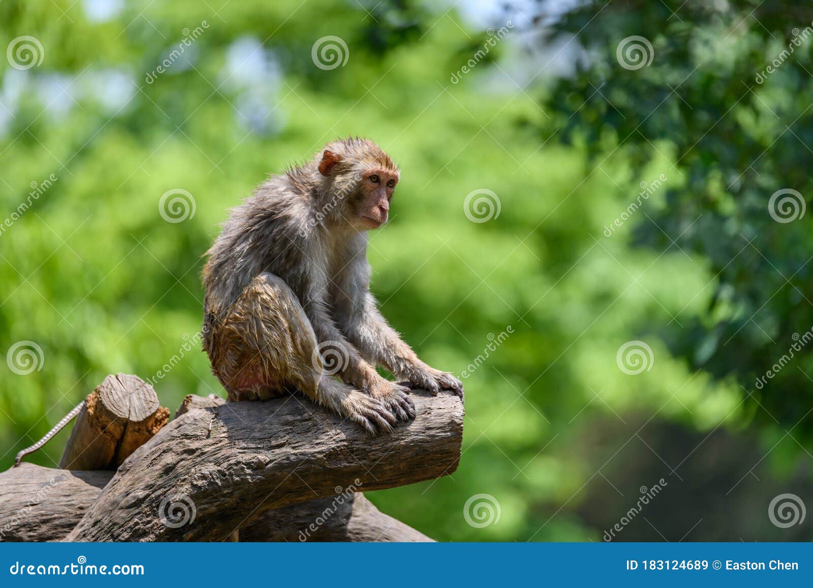 Monkey sitting on the tree stock image. Image of climbing - 183124689