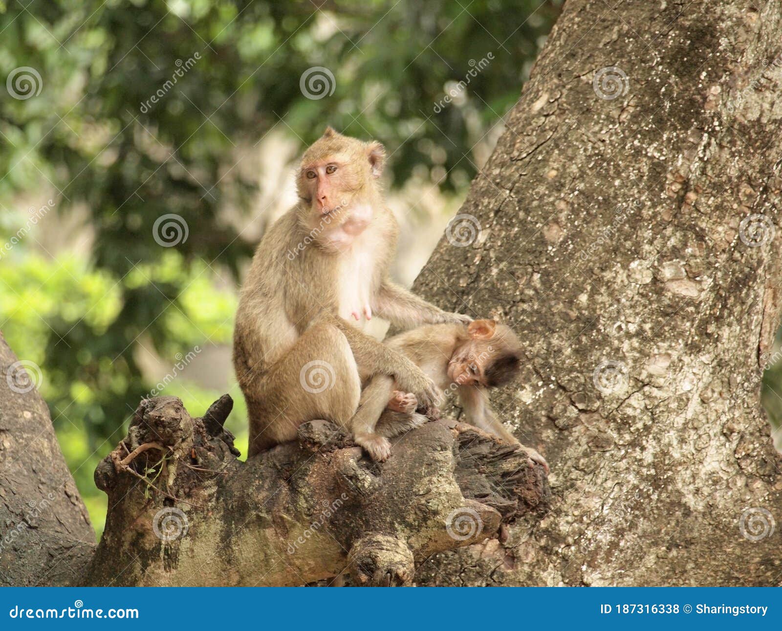 Monkey is Sitting on the Tree Stock Photo - Image of funny, little ...