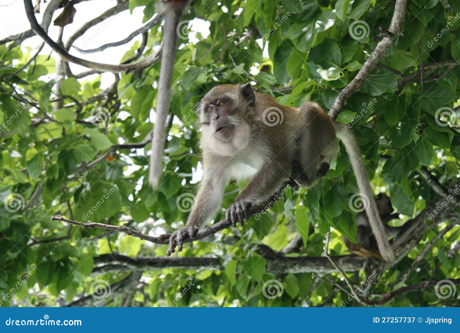 Monkey sitting on the tree stock image. Image of hair - 27257737
