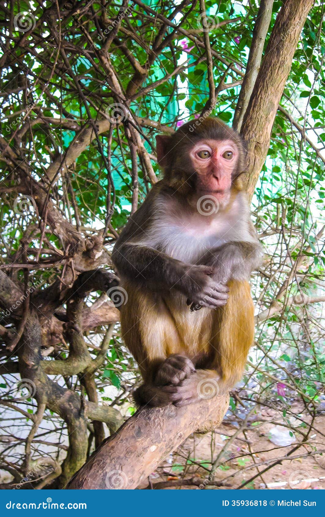 Monkey sitting on tree stock photo. Image of curious - 35936818