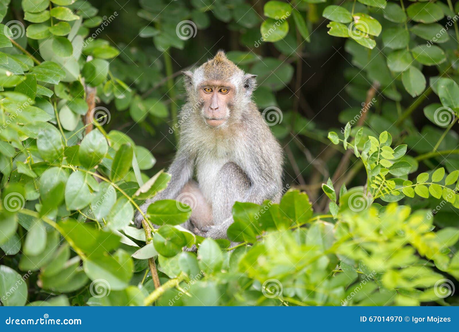 Monkey Sitting on a Tree Bananas Stock Photo - Image of asia, biped ...