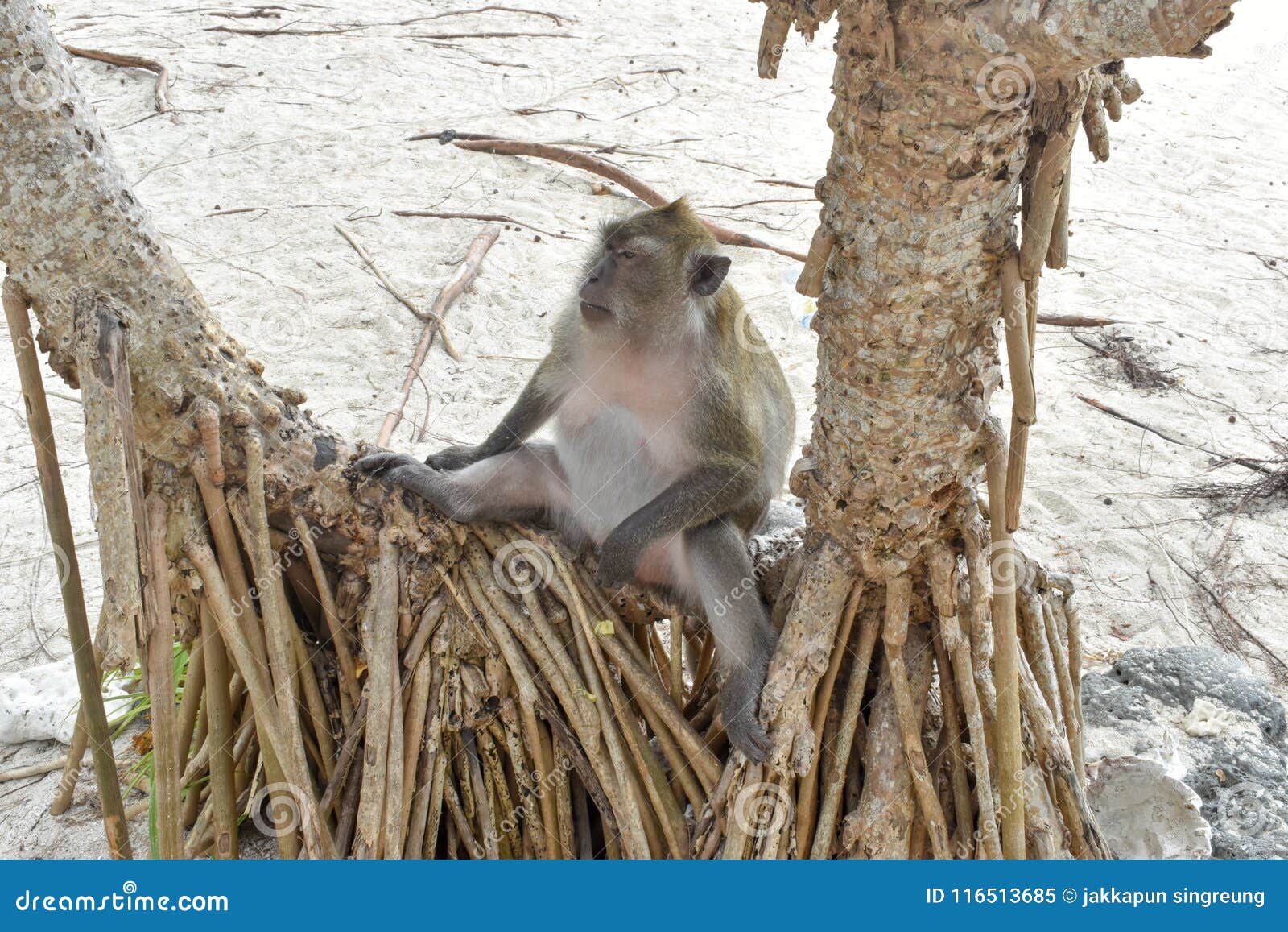 Monkey Sitting on a Tree by the Beach. Stock Image - Image of black ...