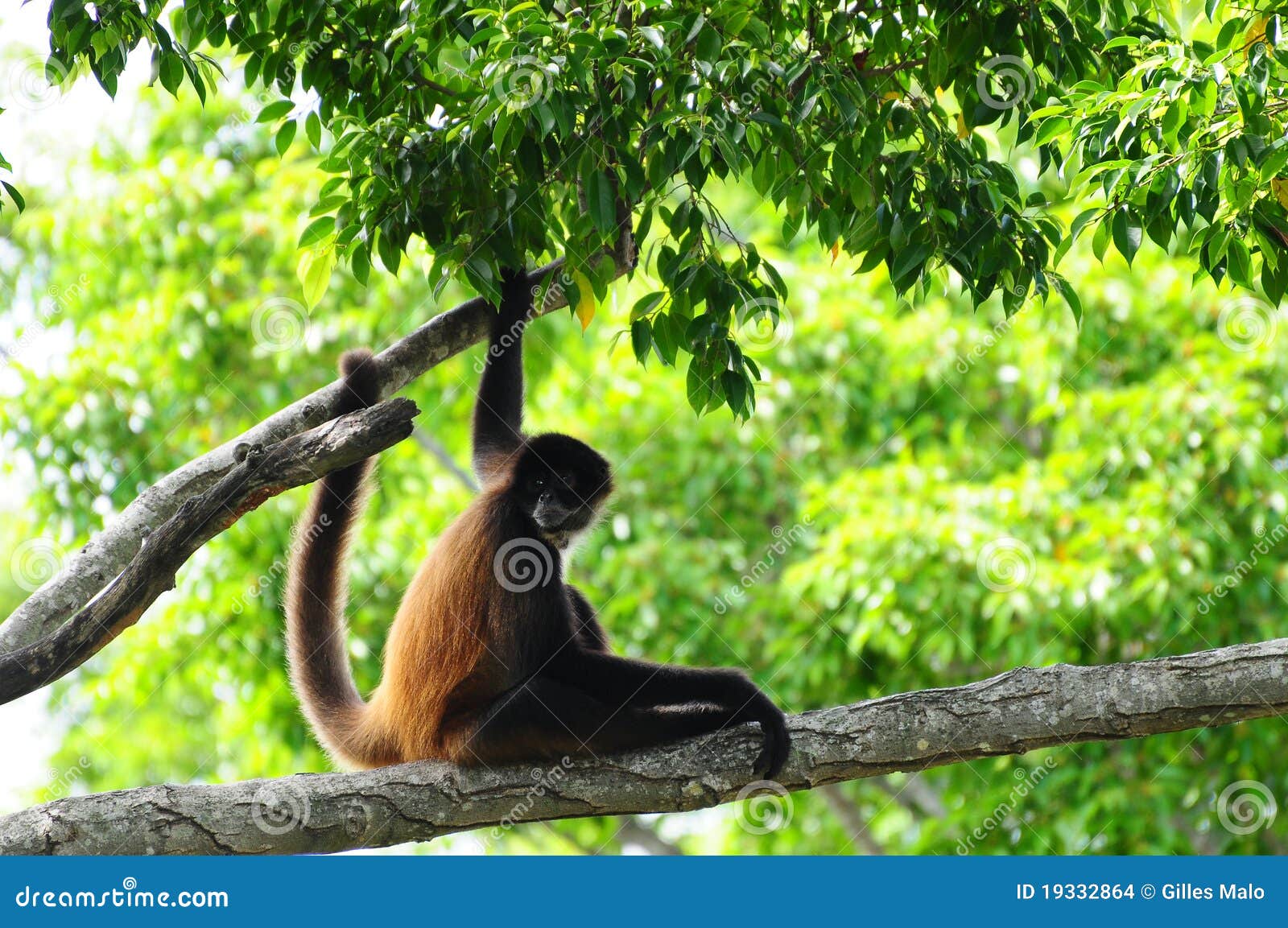 Monkey Sitting on a Tree Branch Stock Photo - Image of species, small ...