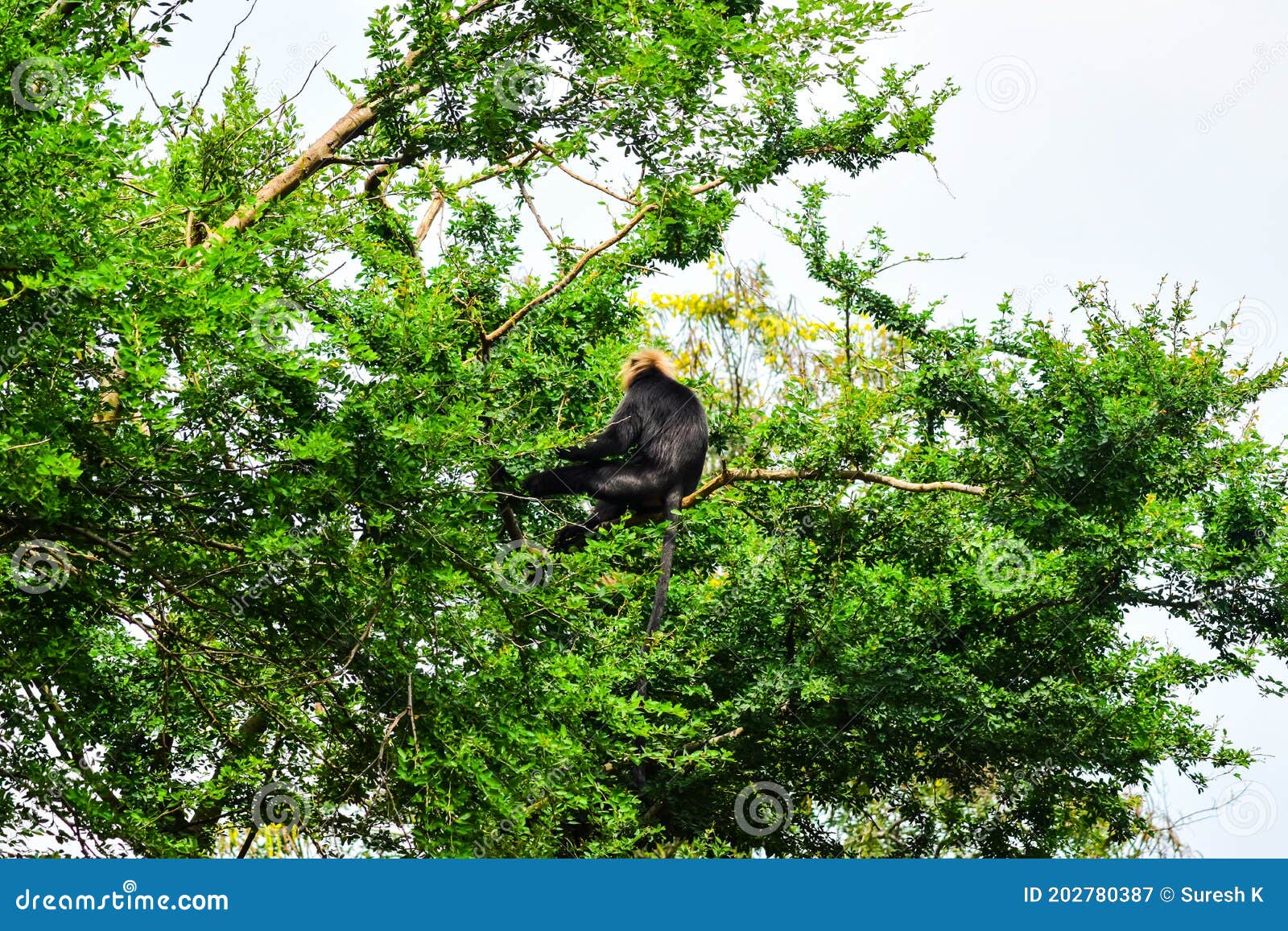 Monkey Sitting on Tree Branch Stock Image - Image of jungle, woodland ...