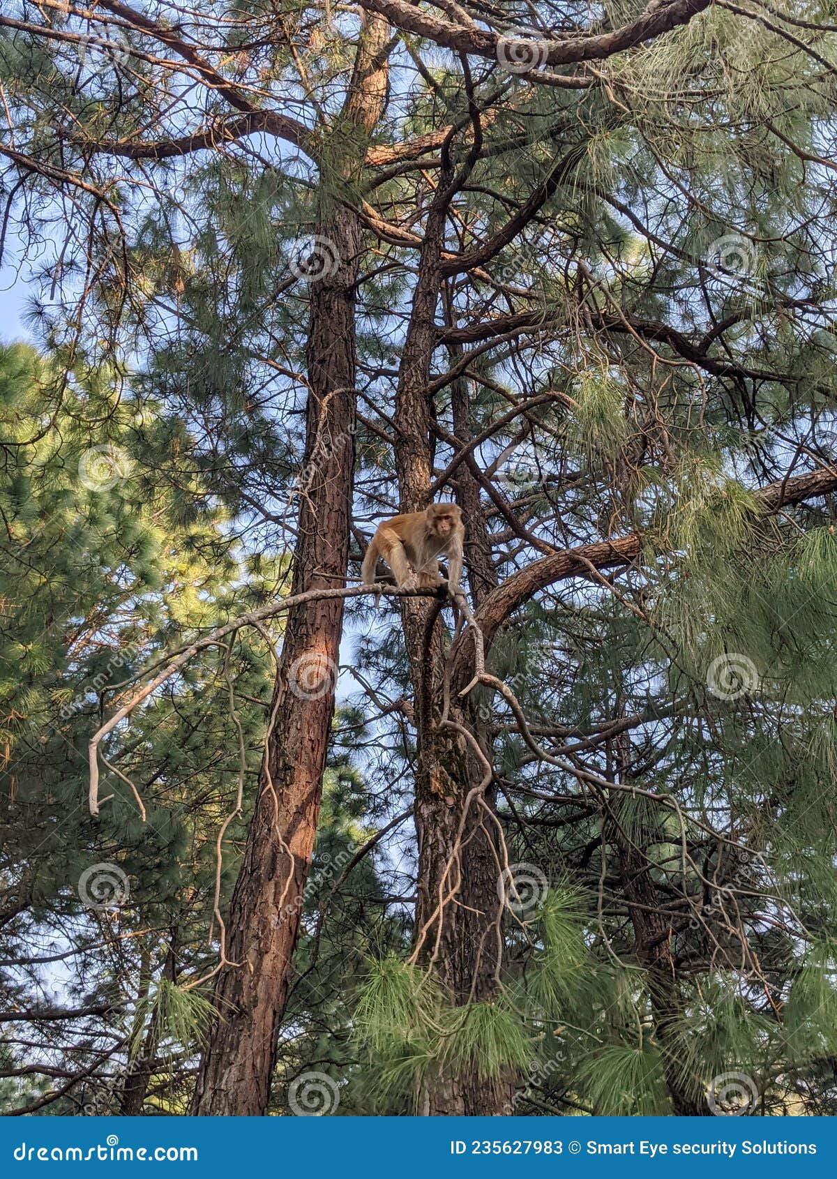 Monkey Sitting on a Tree Branch 1 Stock Image - Image of spruce, leaf ...
