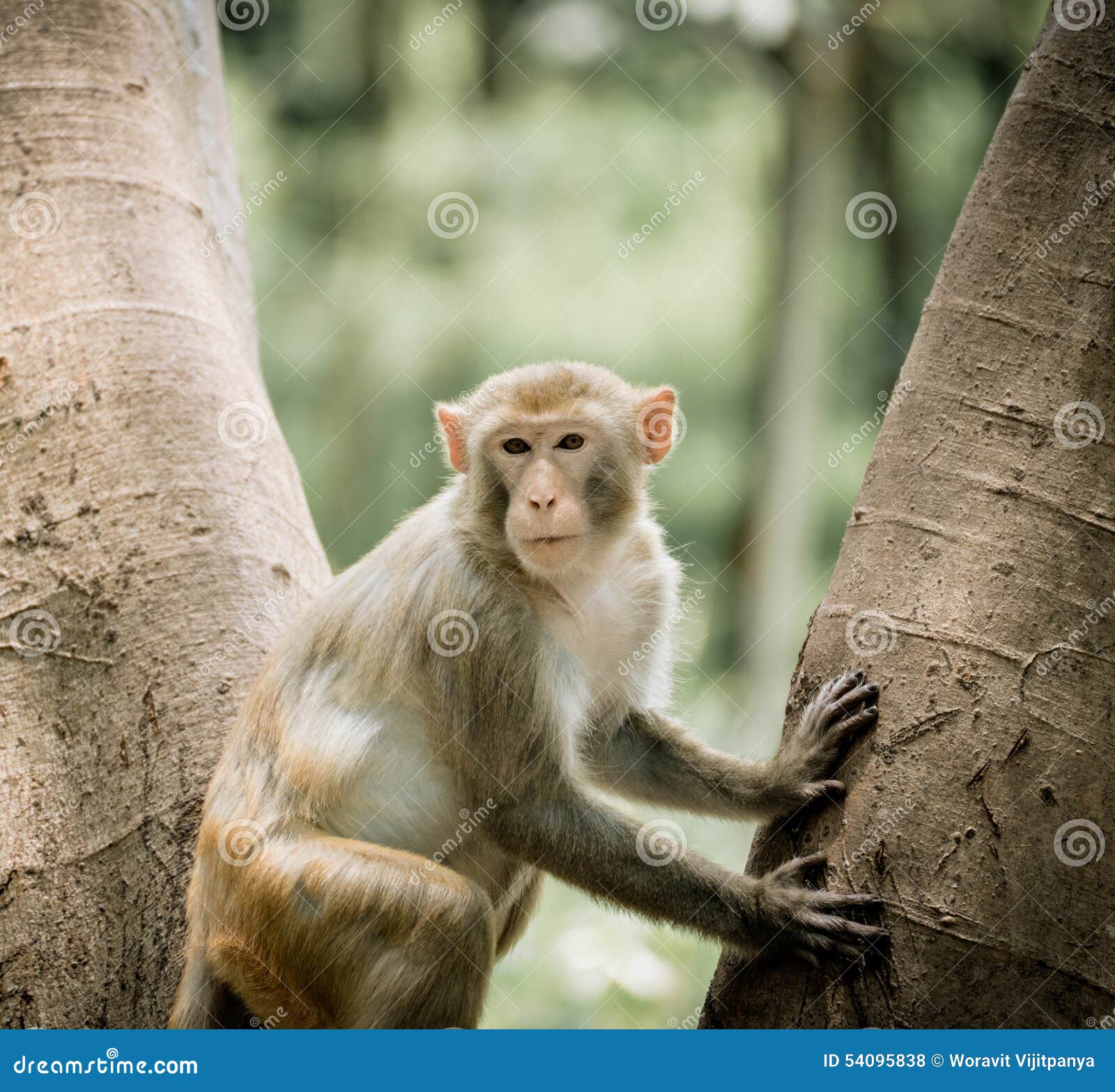 Monkey sitting tree stock photo. Image of reserve, site - 54095838