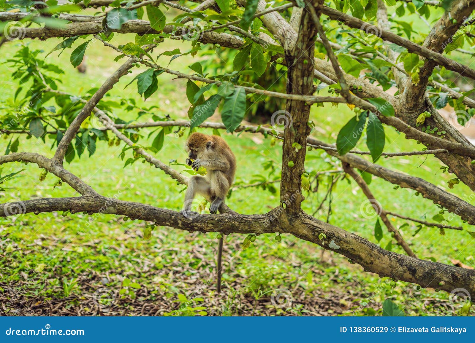 Monkey Sitting on the Tree and Eating a Mango Stock Image - Image of ...