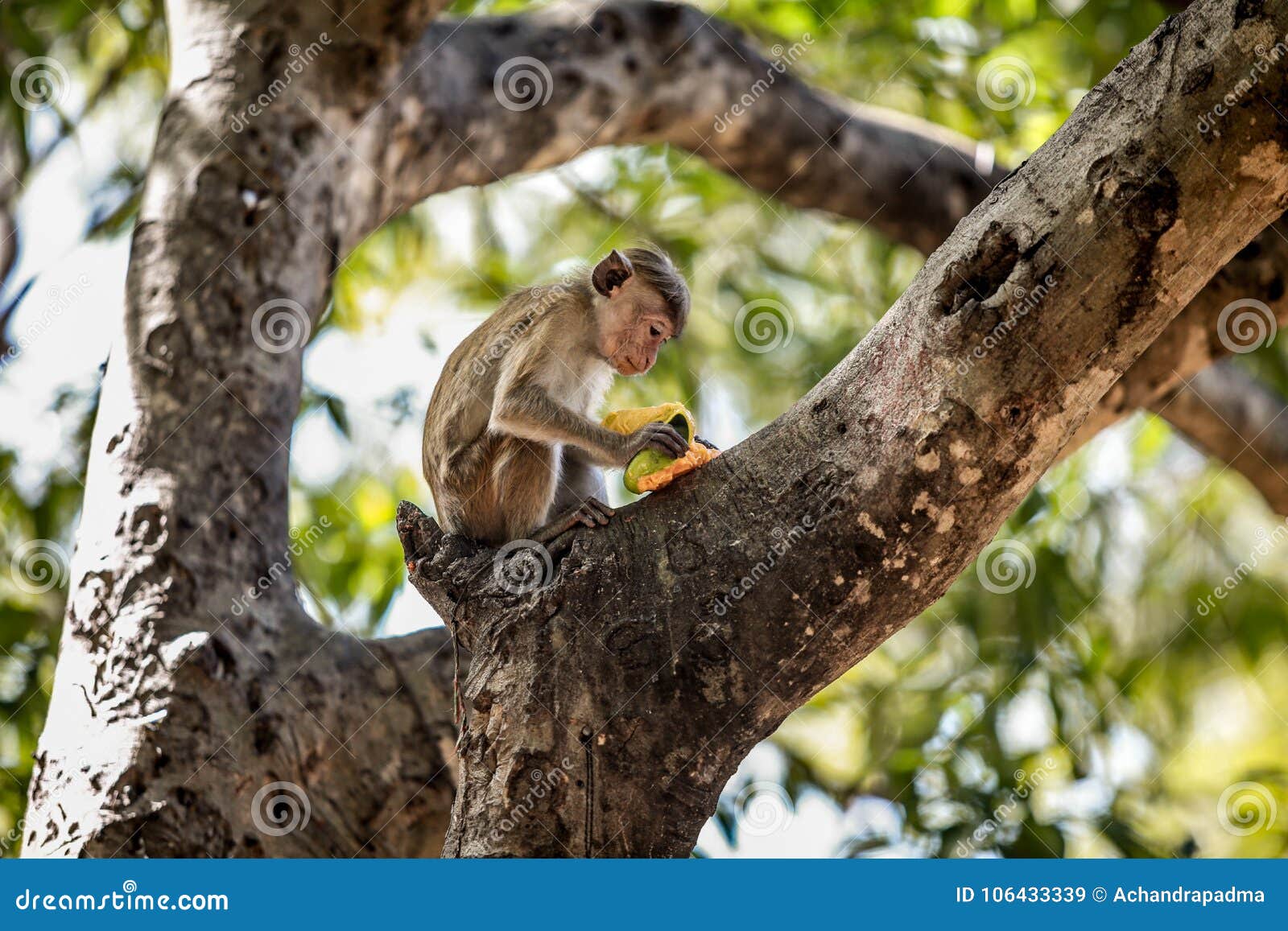 Monkey Eating a Fruit on a Tree Stock Image - Image of indian, cute ...