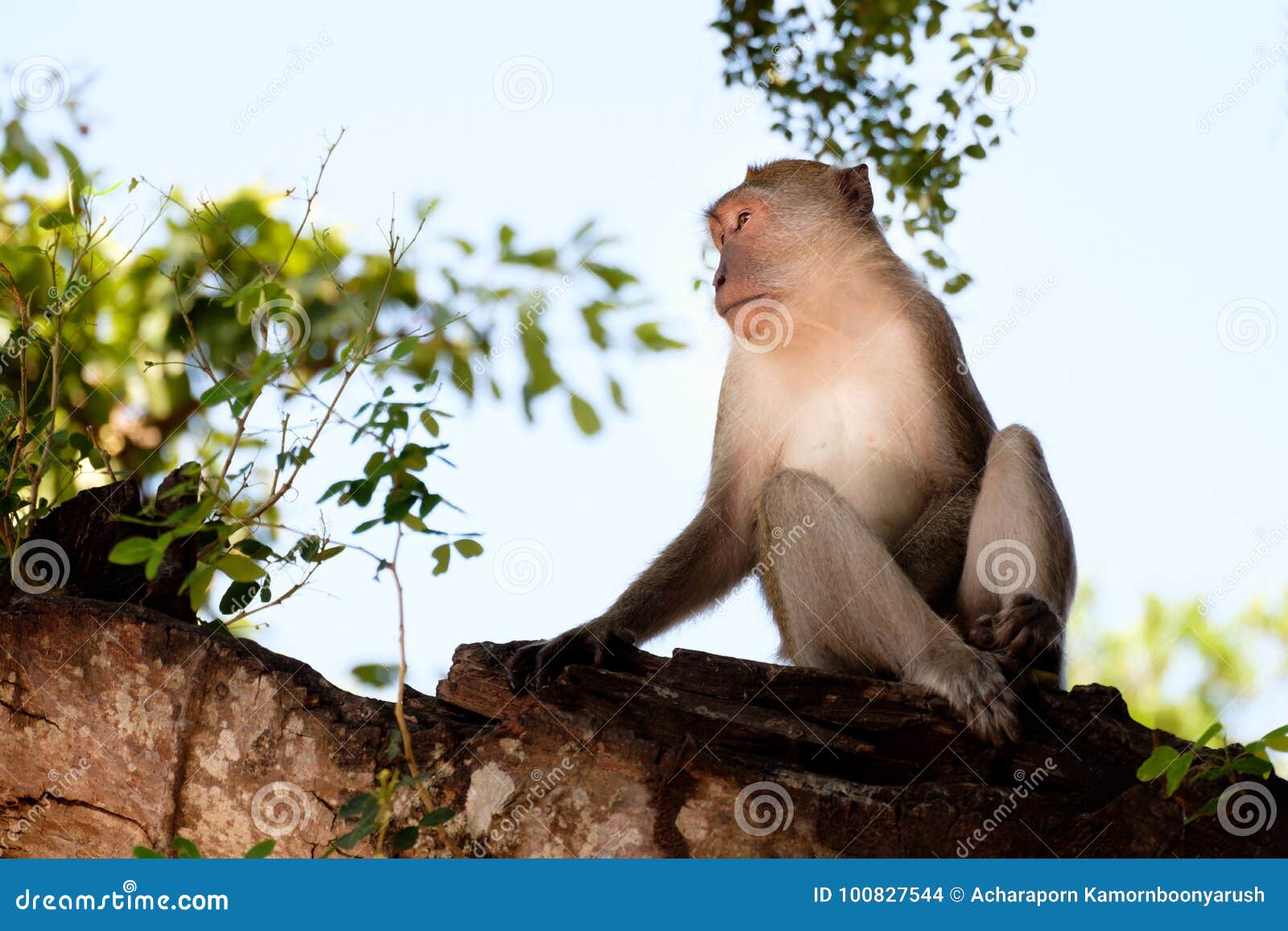 Monkey Sitting on a Tree Happily Stock Photo - Image of looking, jungle ...