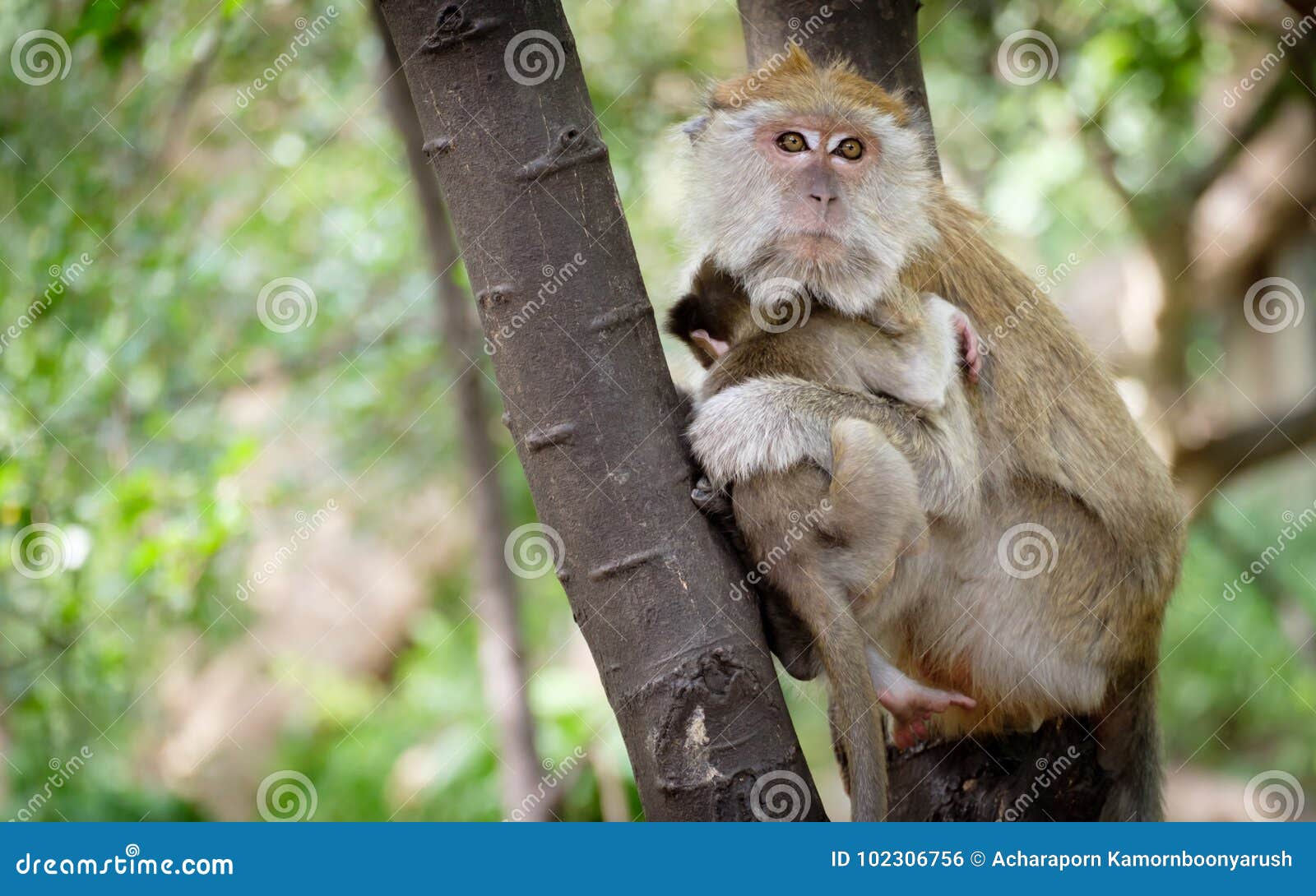 Monkey Sitting on a Tree Happily Stock Photo - Image of leave, green ...