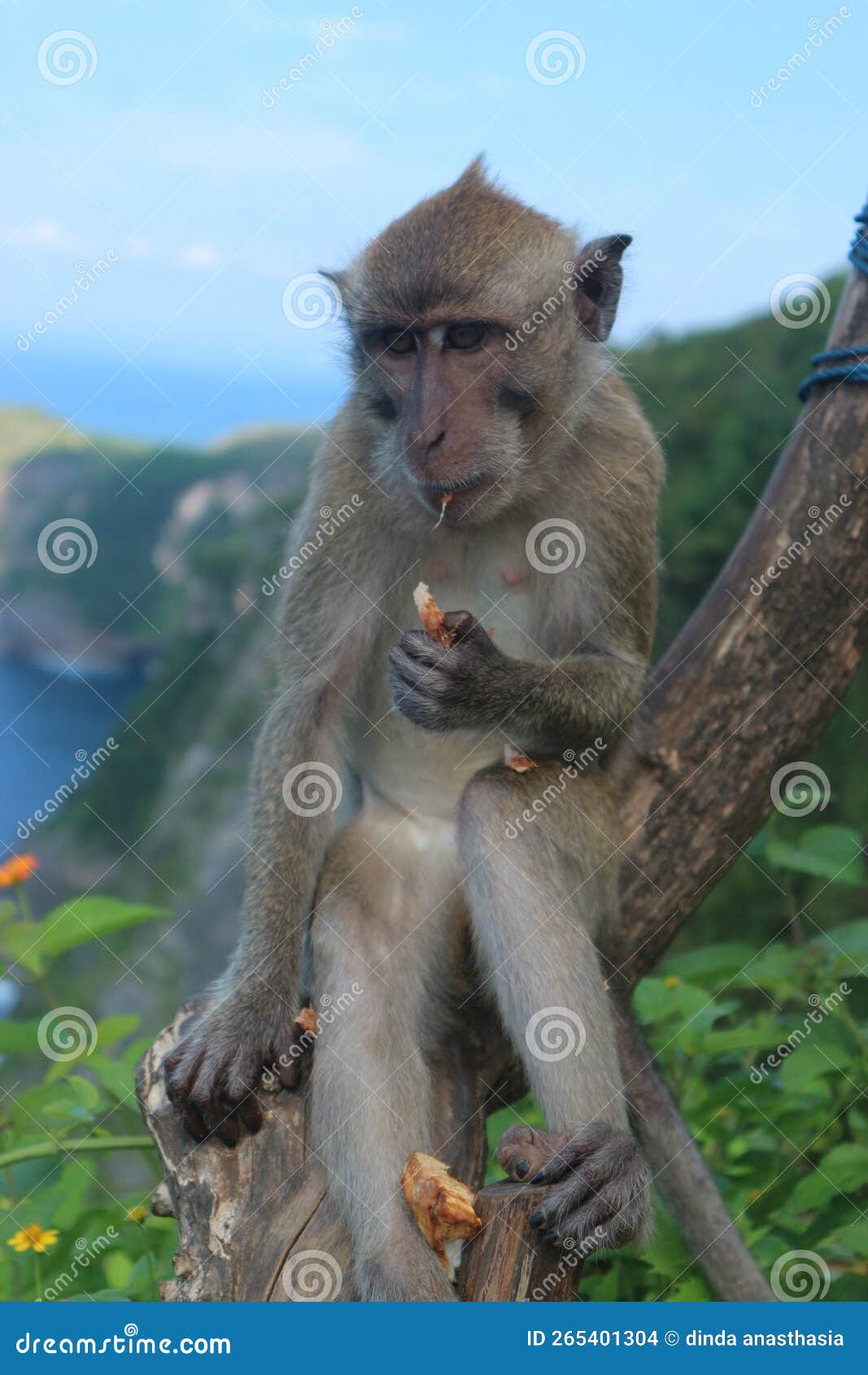 Monkey Healing Trees Animal Closeup Stock Photo - Image of healing ...