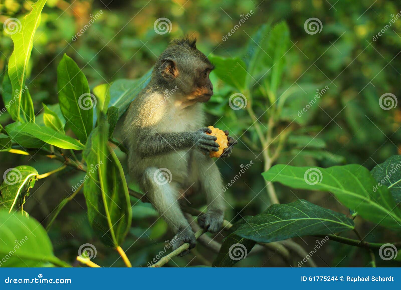 Monkey Sitting in the Tree Holding a Tangerine Stock Photo - Image of ...
