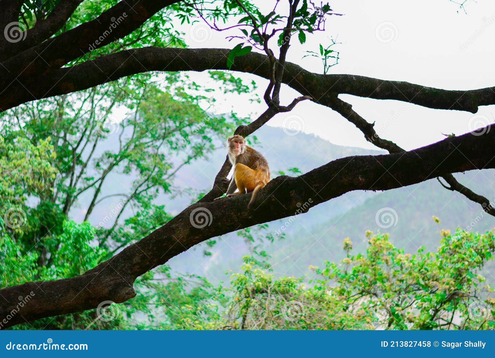 A monkey sitting on a tree stock photo. Image of fresh - 213827458