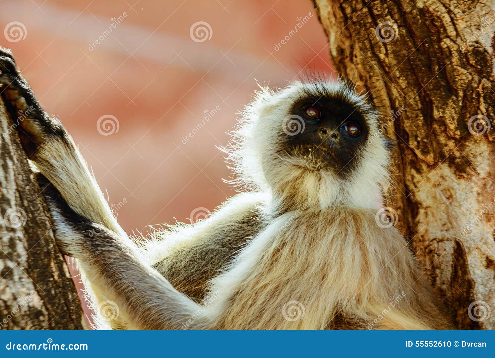 Monkey is Sitting on the Tree in Jaipur Stock Photo - Image of travel ...
