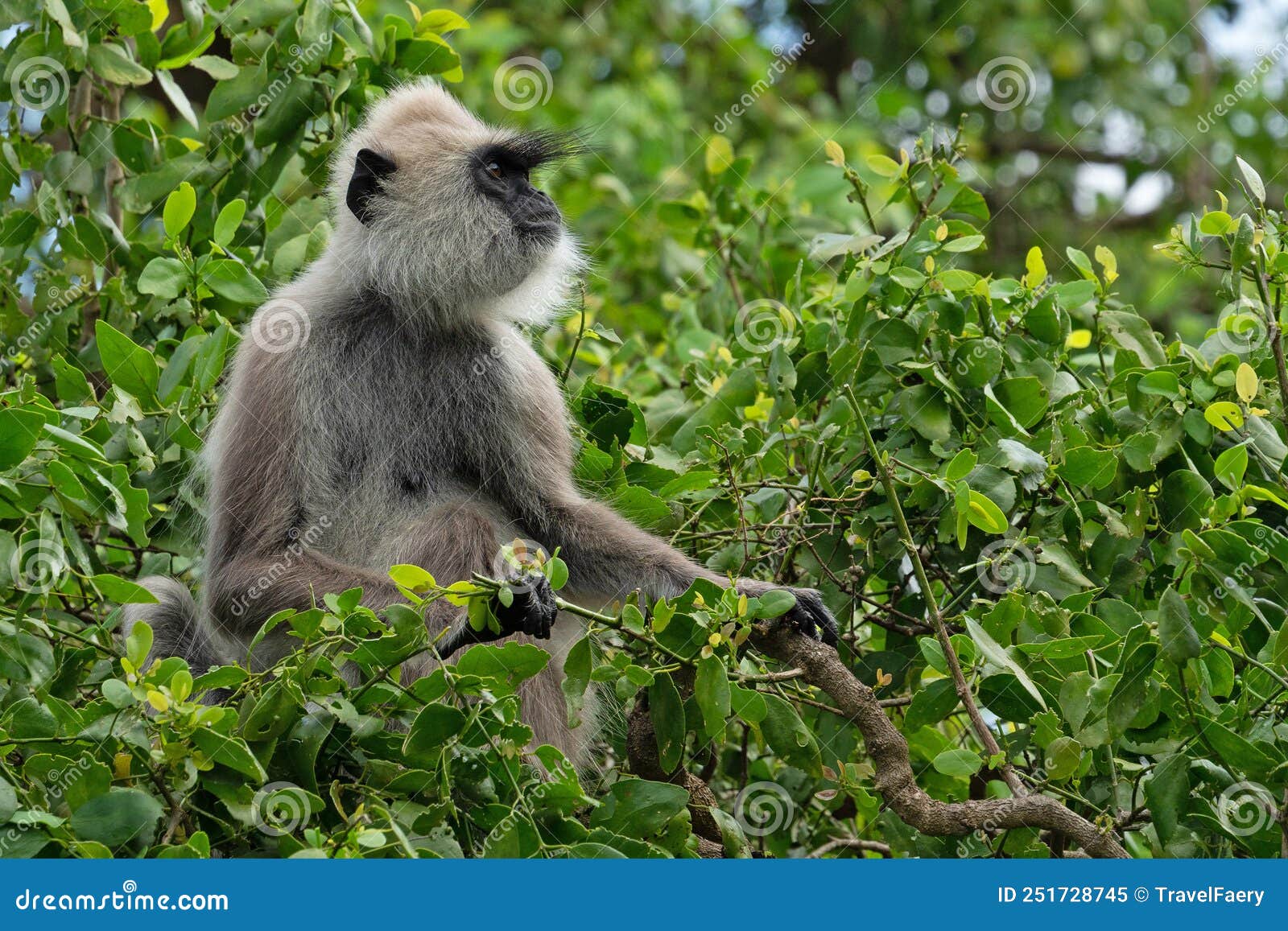Monkey Sitting in the Tree Leaves, Sri Lanka Stock Image - Image of ...