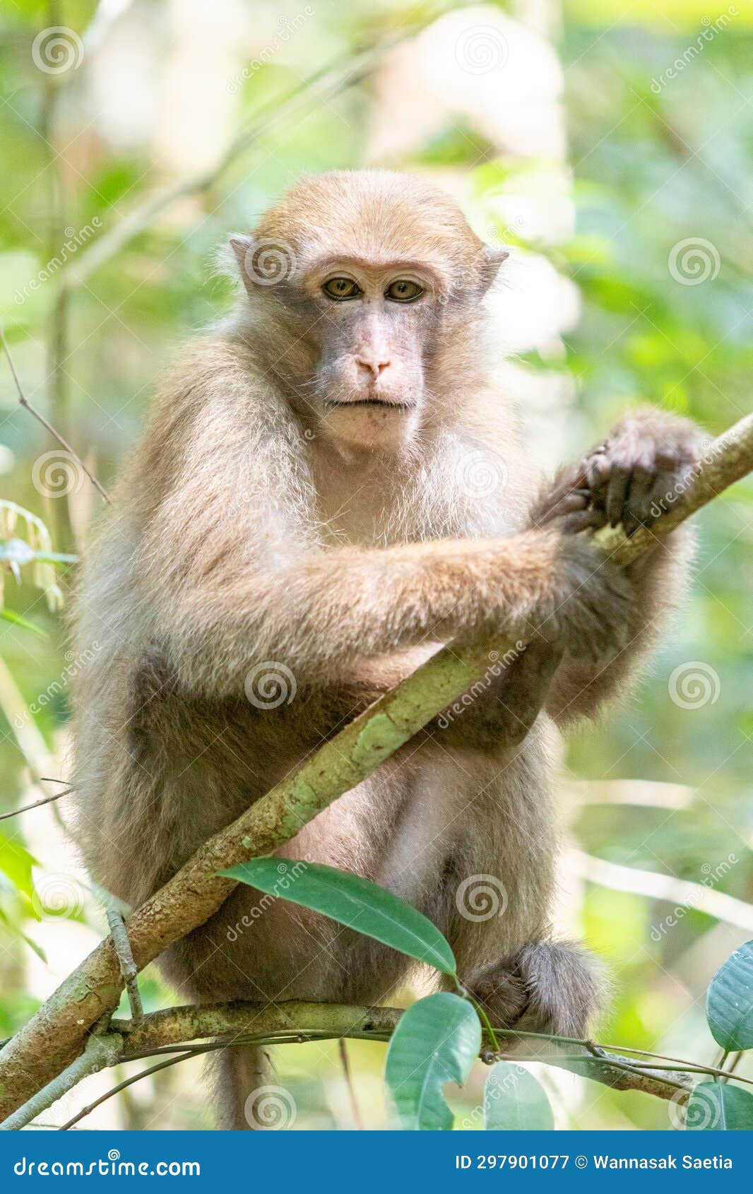 Monkey Sitting on the Tree and Looking at the Camera in the Forest ...