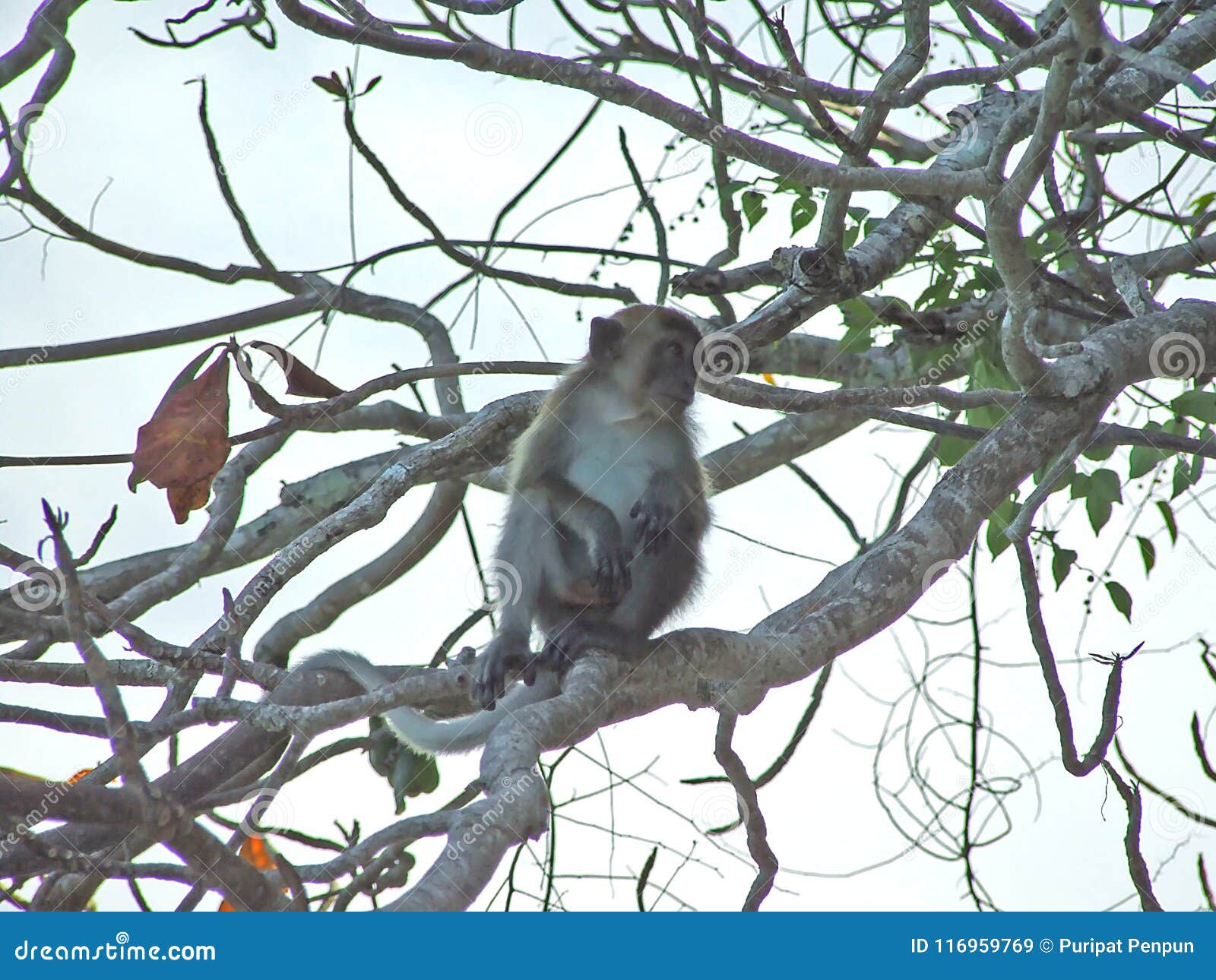 Monkey Sitting on a Tree Looking for Something. Stock Image - Image of ...