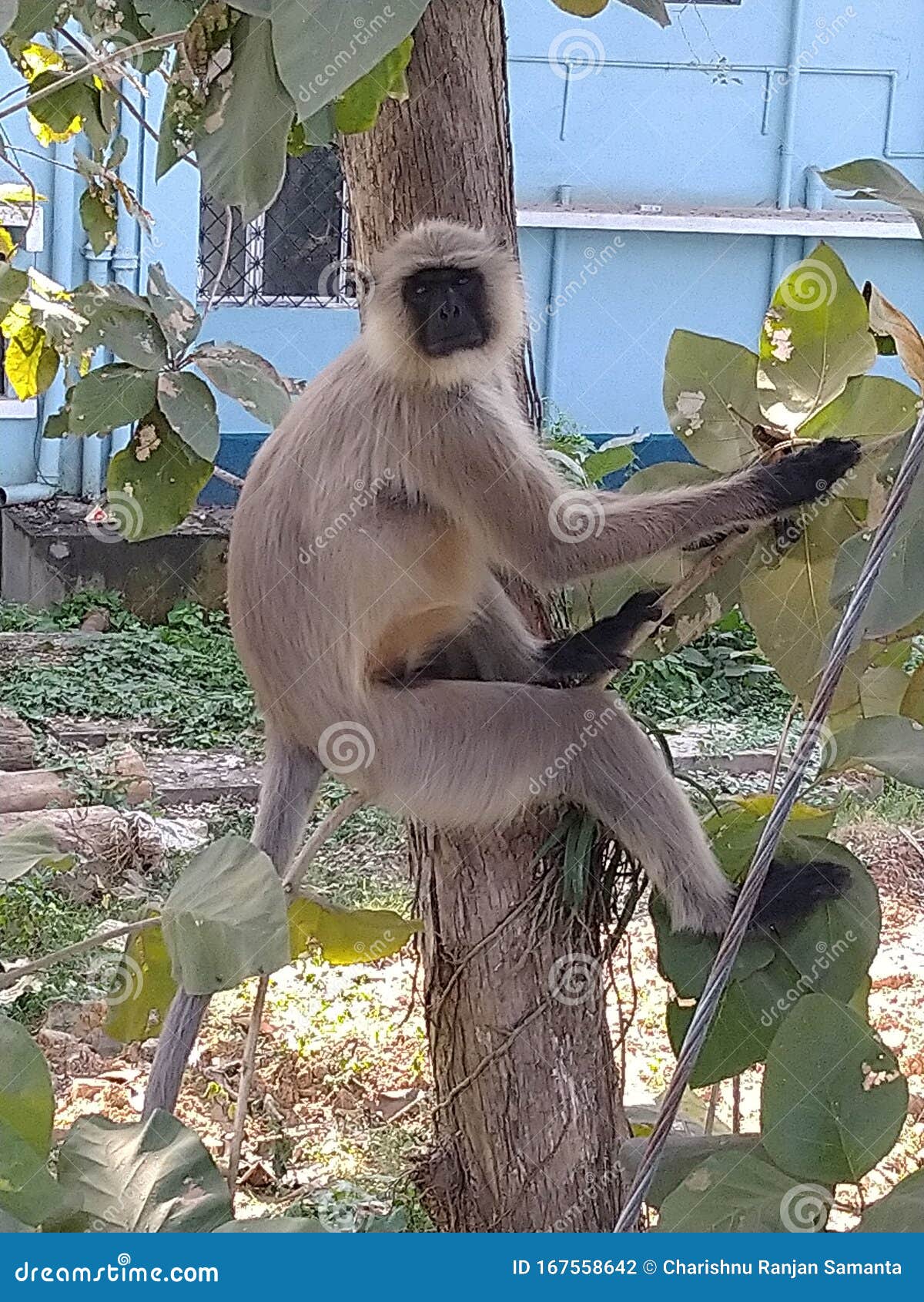 The monkey sitting in tree stock photo. Image of tree - 167558642