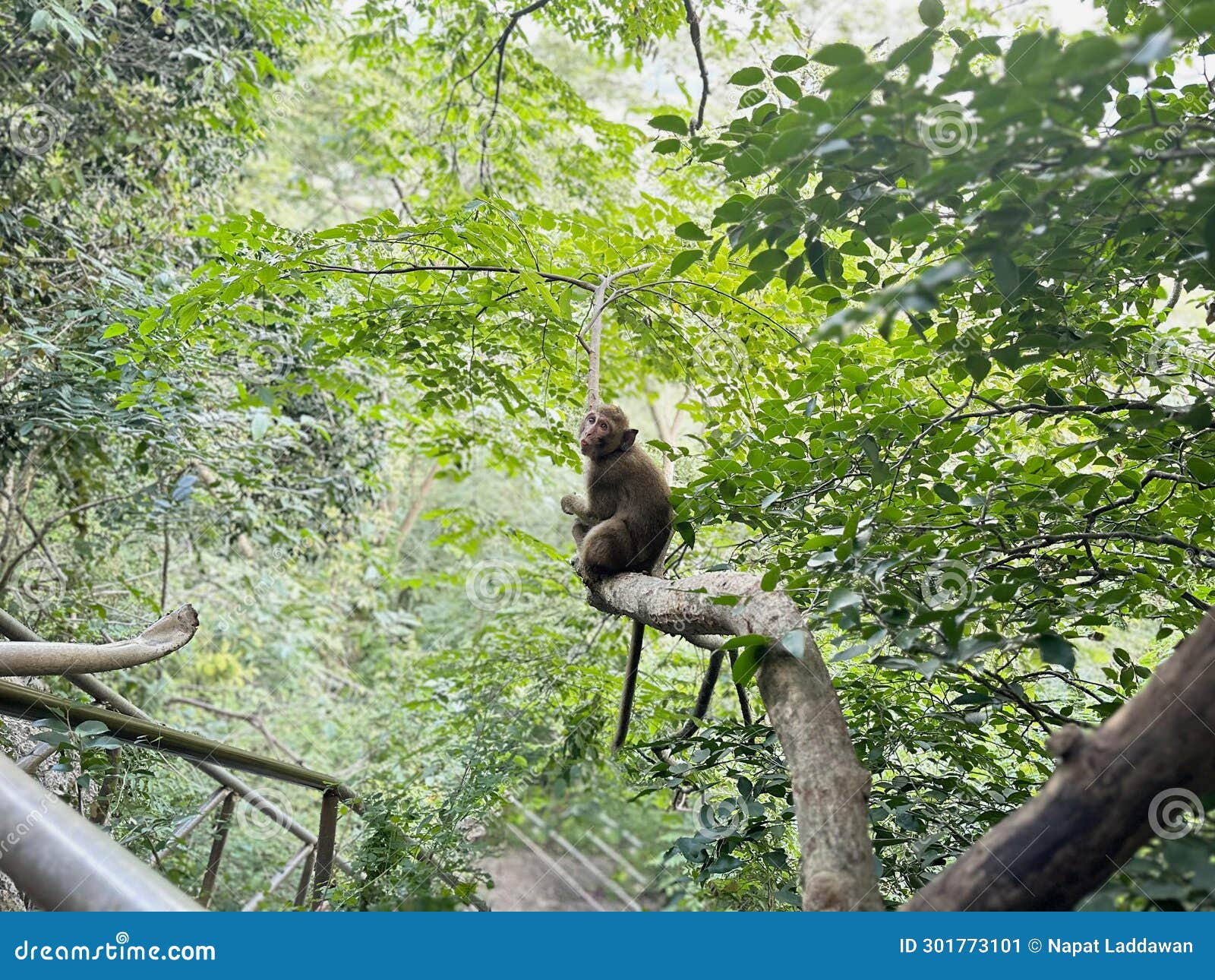 Monkey sitting on a tree stock image. Image of green - 301773101