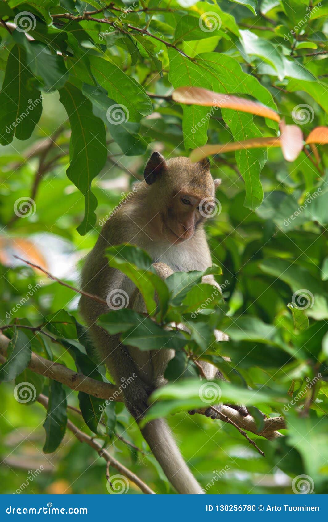 Monkey sitting on tree stock photo. Image of forest - 130256780