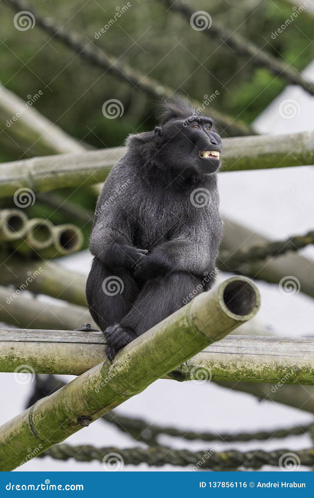 Monkey Sitting on the Tree and Smiling Stock Photo - Image of baby ...