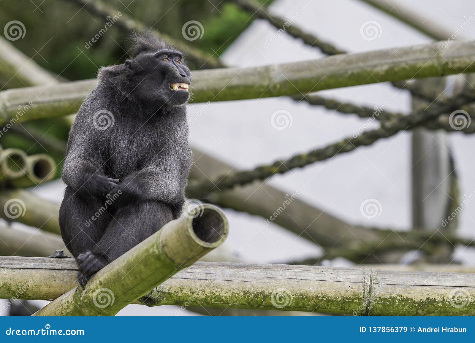 Monkey Sitting on the Tree and Smiling Stock Image - Image of simian ...