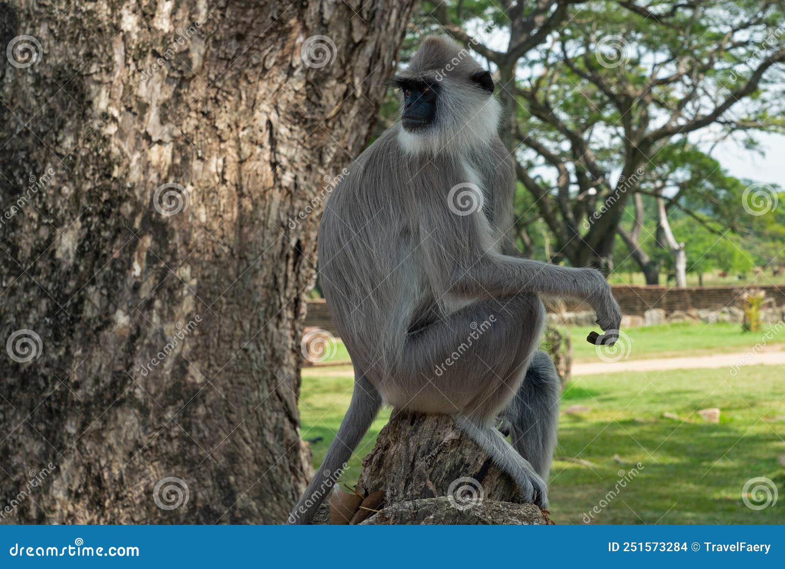 Monkey Sitting on the Tree, Sri Lanka Stock Photo - Image of jocko ...