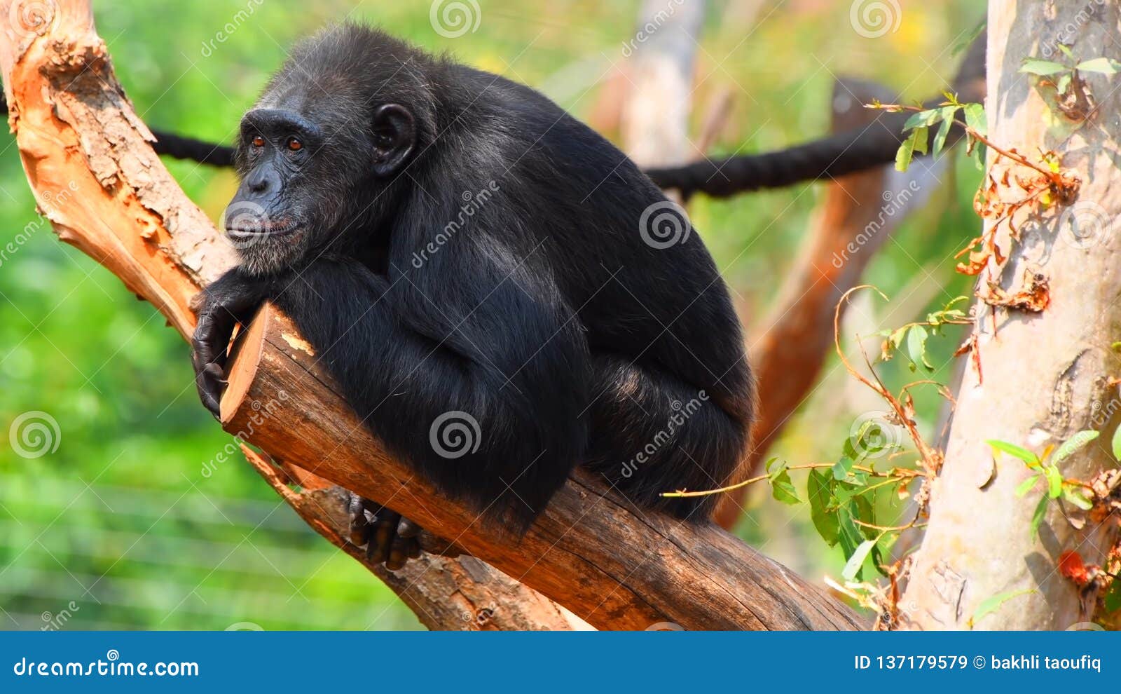 A Monkey Sitting on a Tree Trunk `thinking` Stock Image - Image of ...