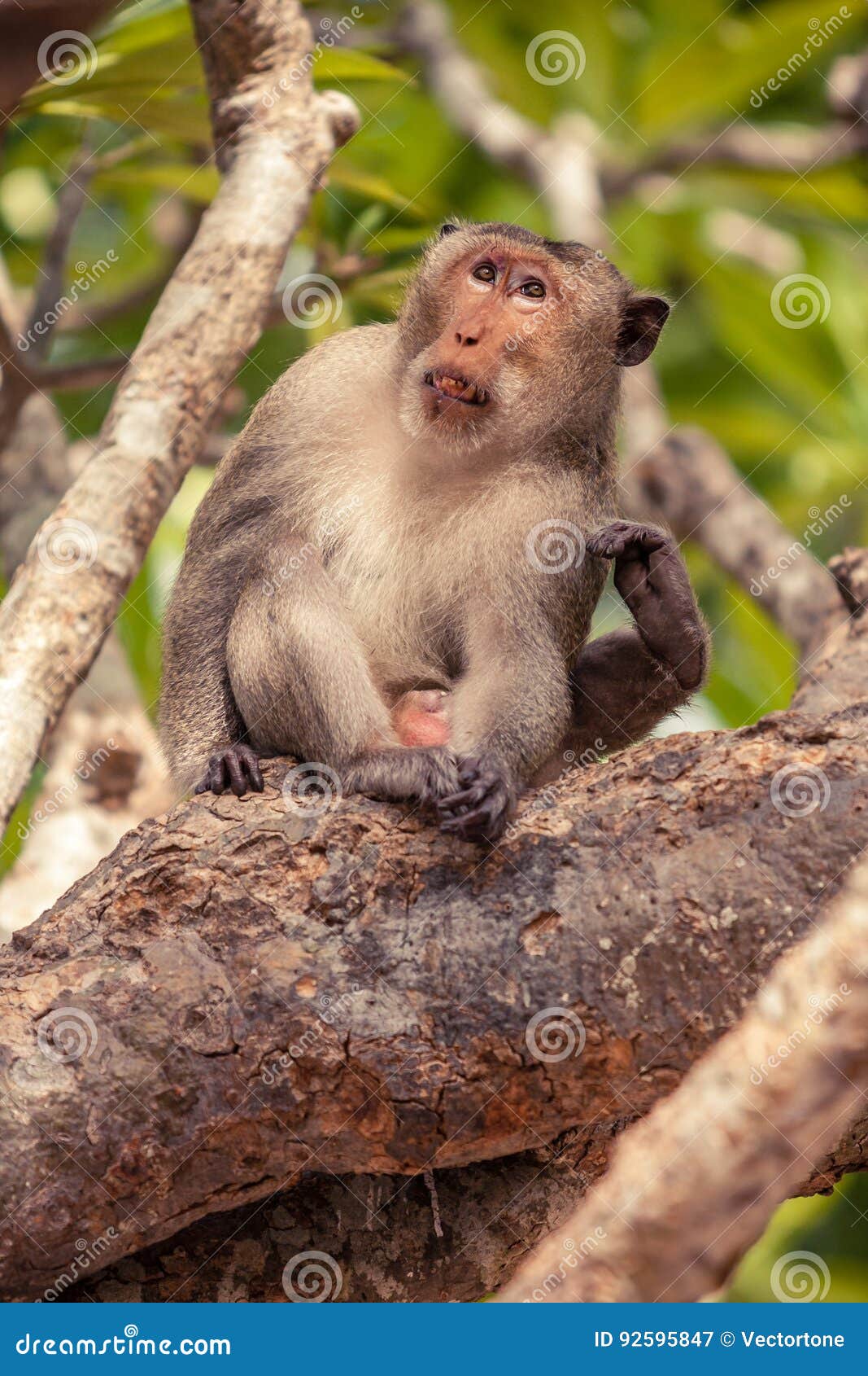 Monkey sitting on tree. stock image. Image of save, nature - 92595847
