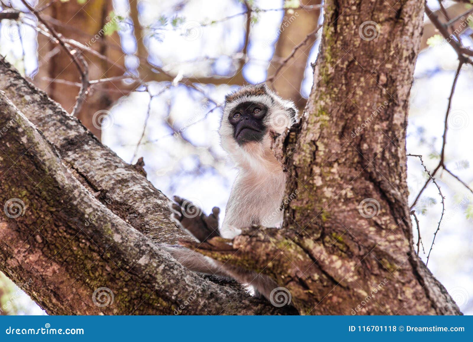 Monkey sitting in the tree stock photo. Image of food - 116701118