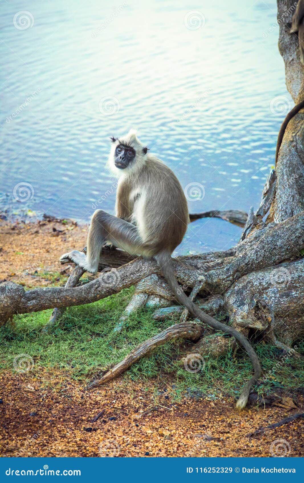 Monkey sitting on a tree stock image. Image of rainforest - 116252329