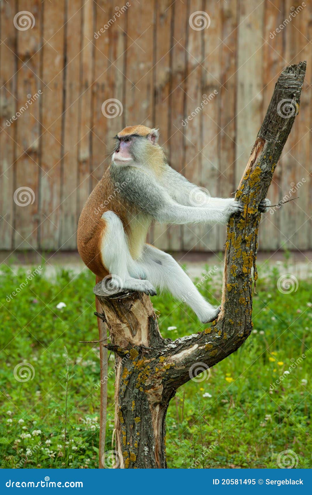Monkey Sitting on Tree at the Zoo Stock Image - Image of primate ...