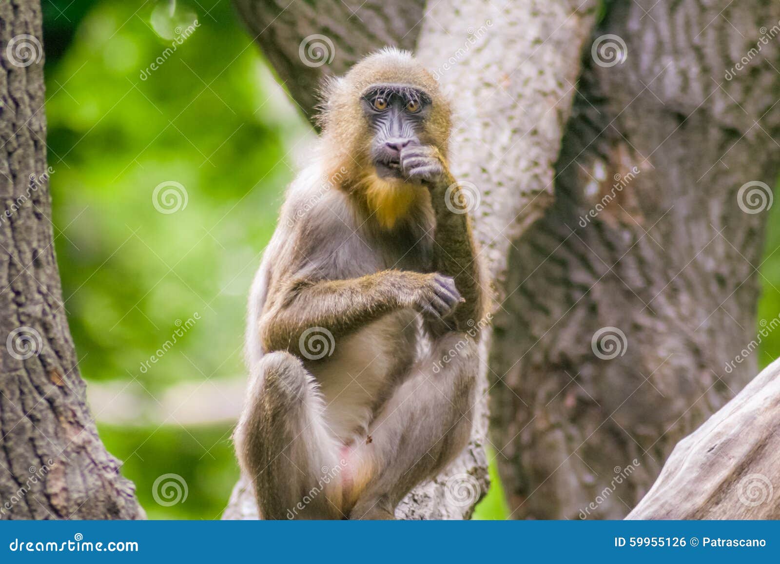 Monkey sitting on a tree stock photo. Image of sitting - 59955126