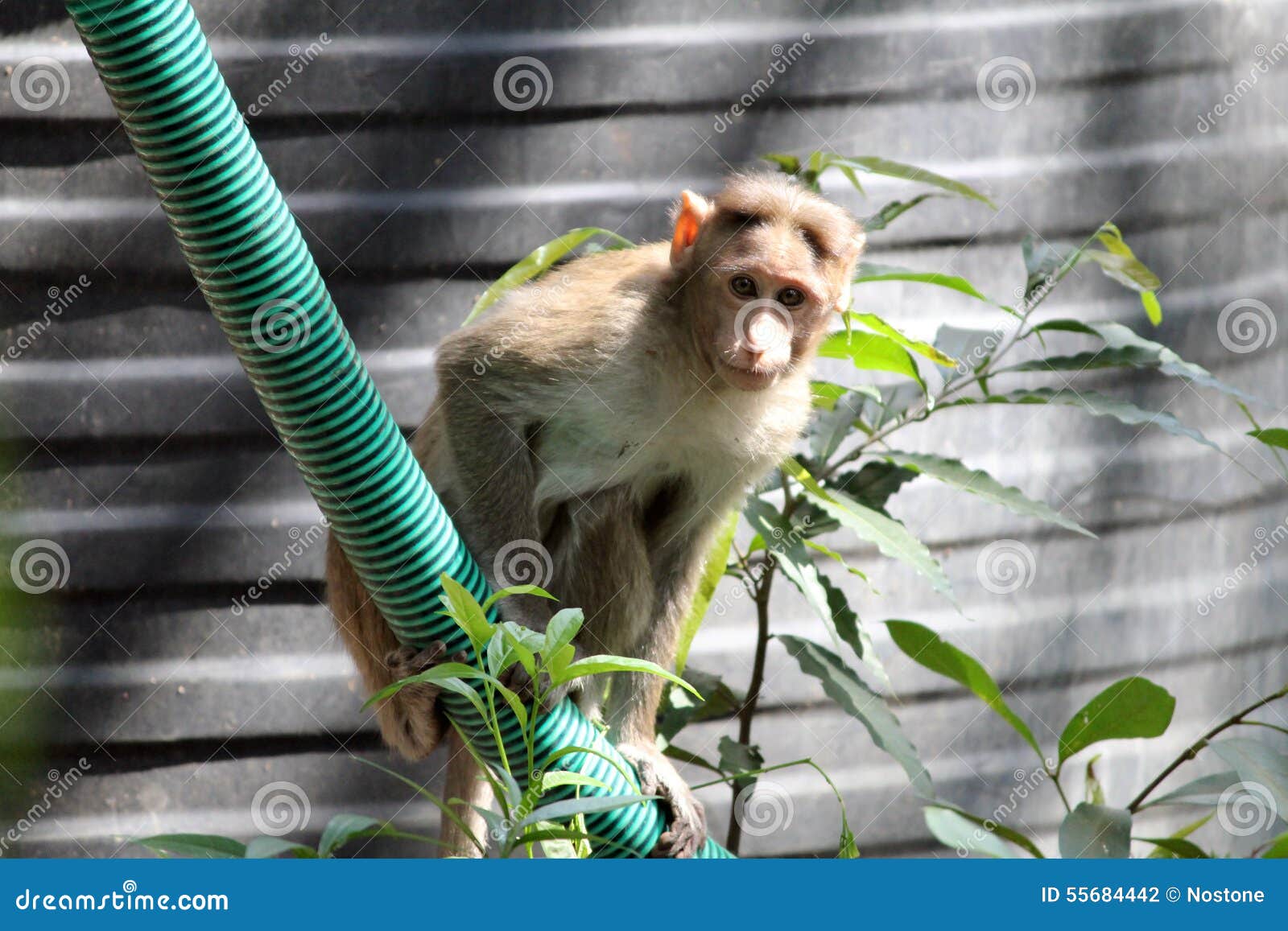 Monkey stock photo. Image of eyes, black, plant, legs - 55684442
