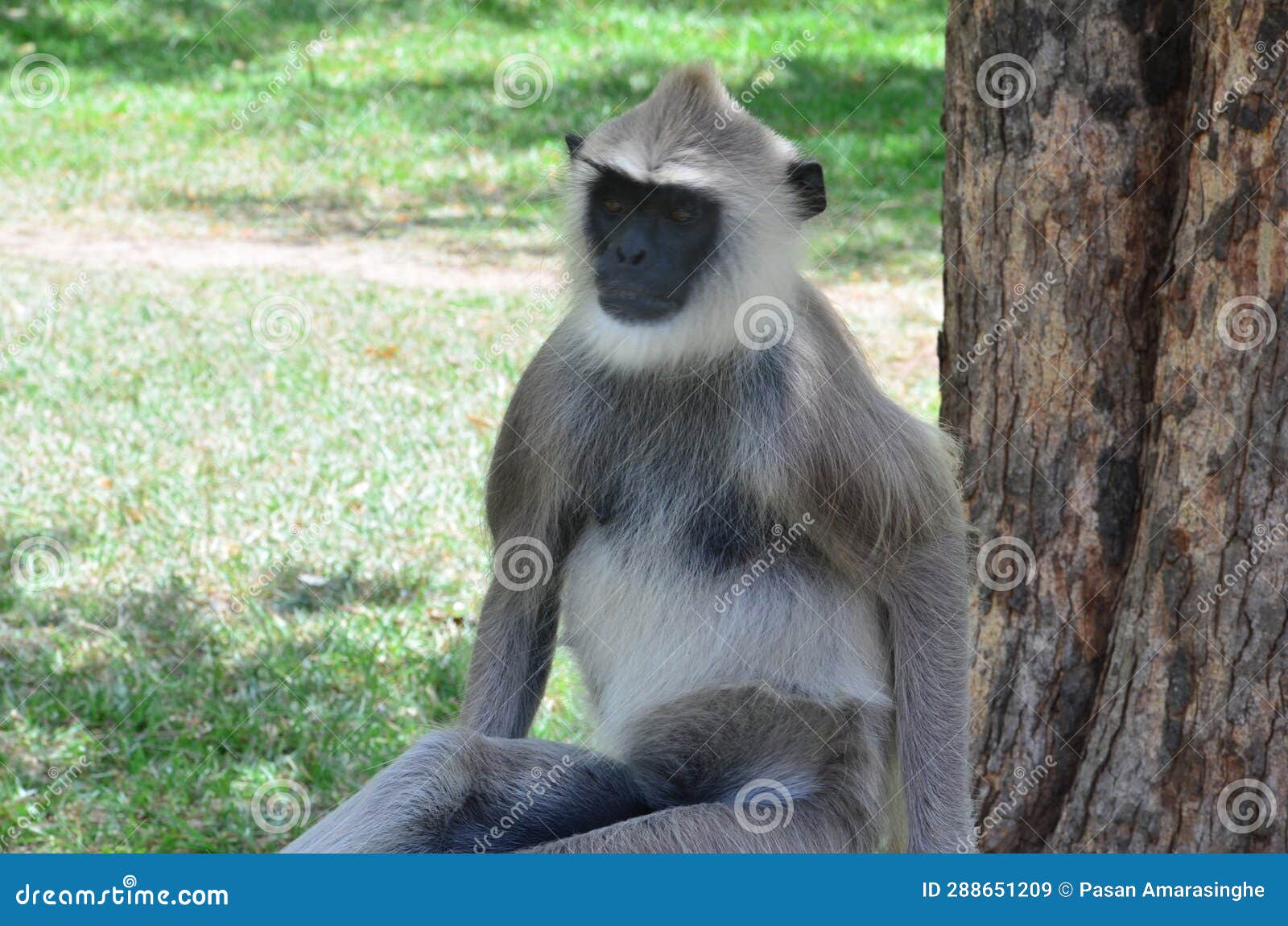 Monkey sitting under tree stock image. Image of primate - 288651209