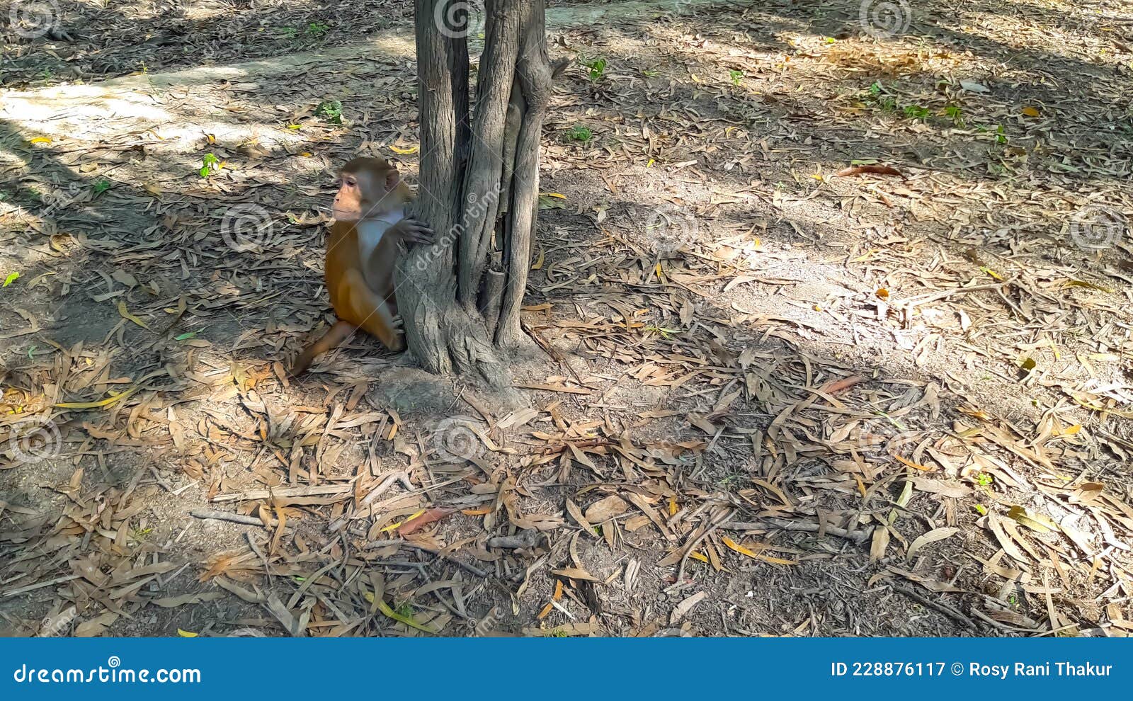 A Monkey Sitting Under the Tree. Stock Image - Image of happiness ...
