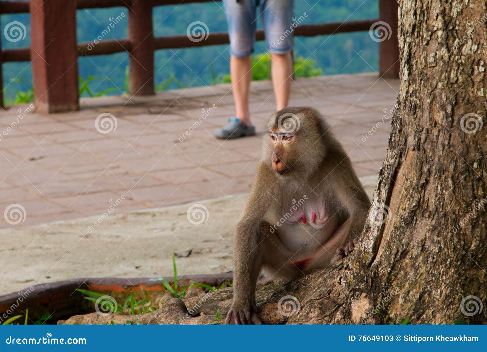Monkey Sitting Under the Tree Stock Image - Image of pasupatinath, cute ...