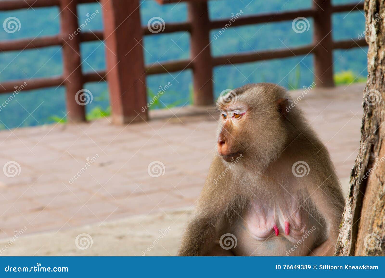 Monkey Sitting Under the Tree Stock Image - Image of mountain, forest ...