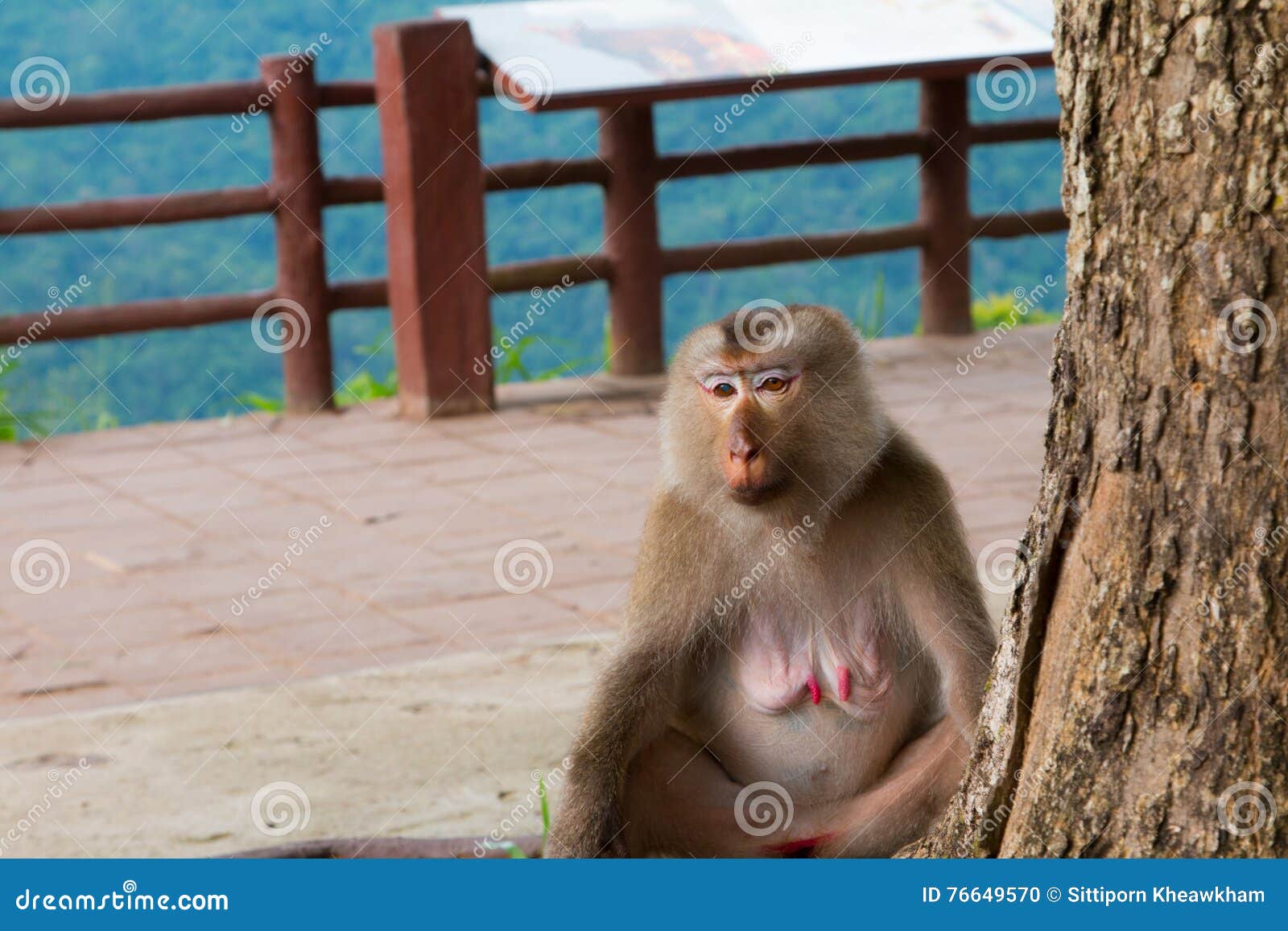Monkey Sitting Under the Tree Stock Photo - Image of pasupatinath ...