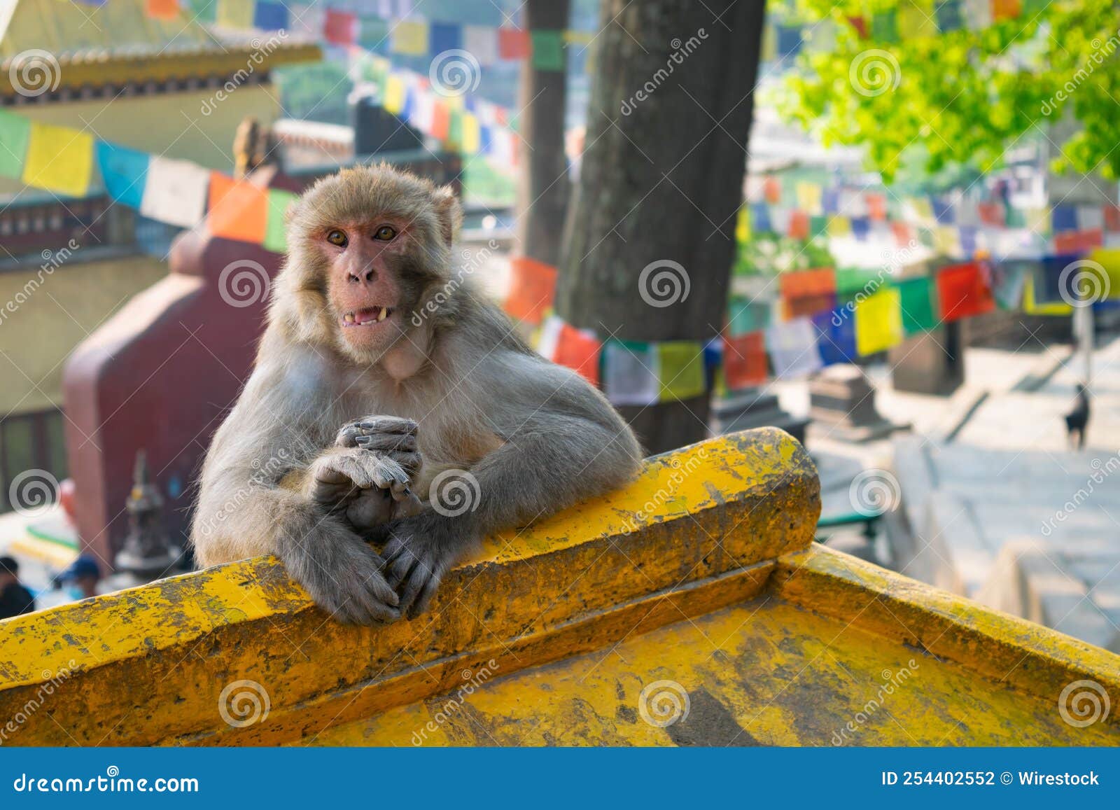 Monkey Sitting on a Wall in the Monkey Temple in Kathmandu, Nepal Stock ...
