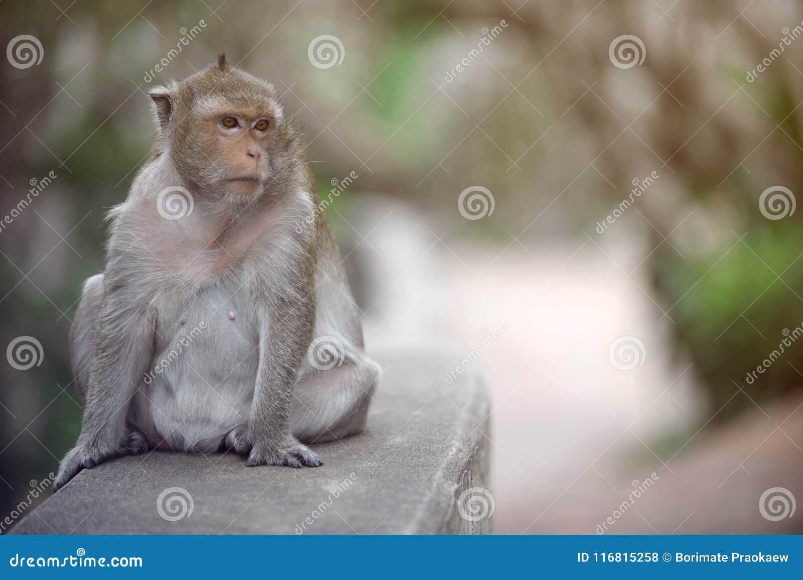 Monkey sitting on the wall stock photo. Image of cute - 116815258
