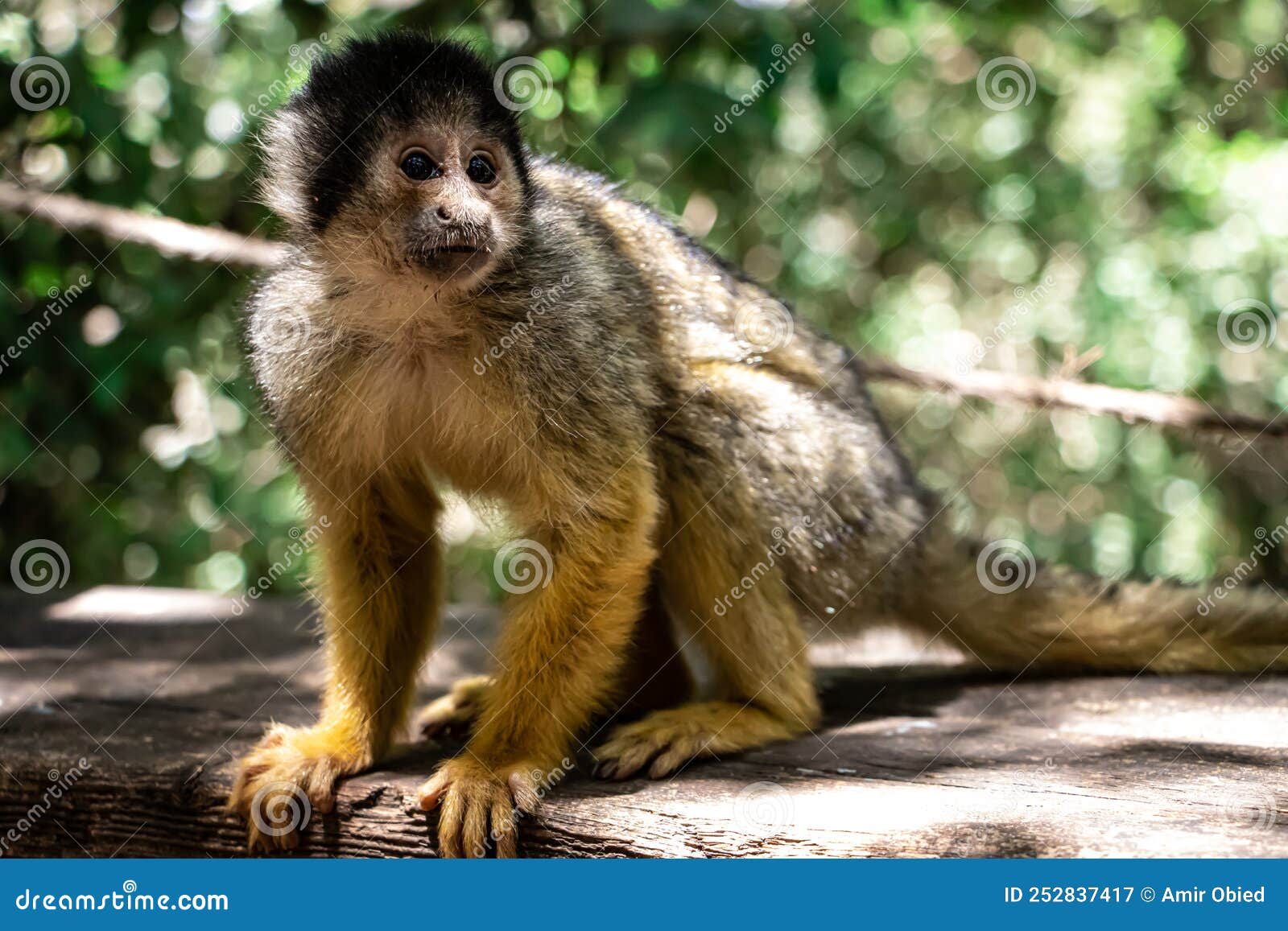 A Monkey Sitting on Wood Table in Zoo Stock Image - Image of looking ...