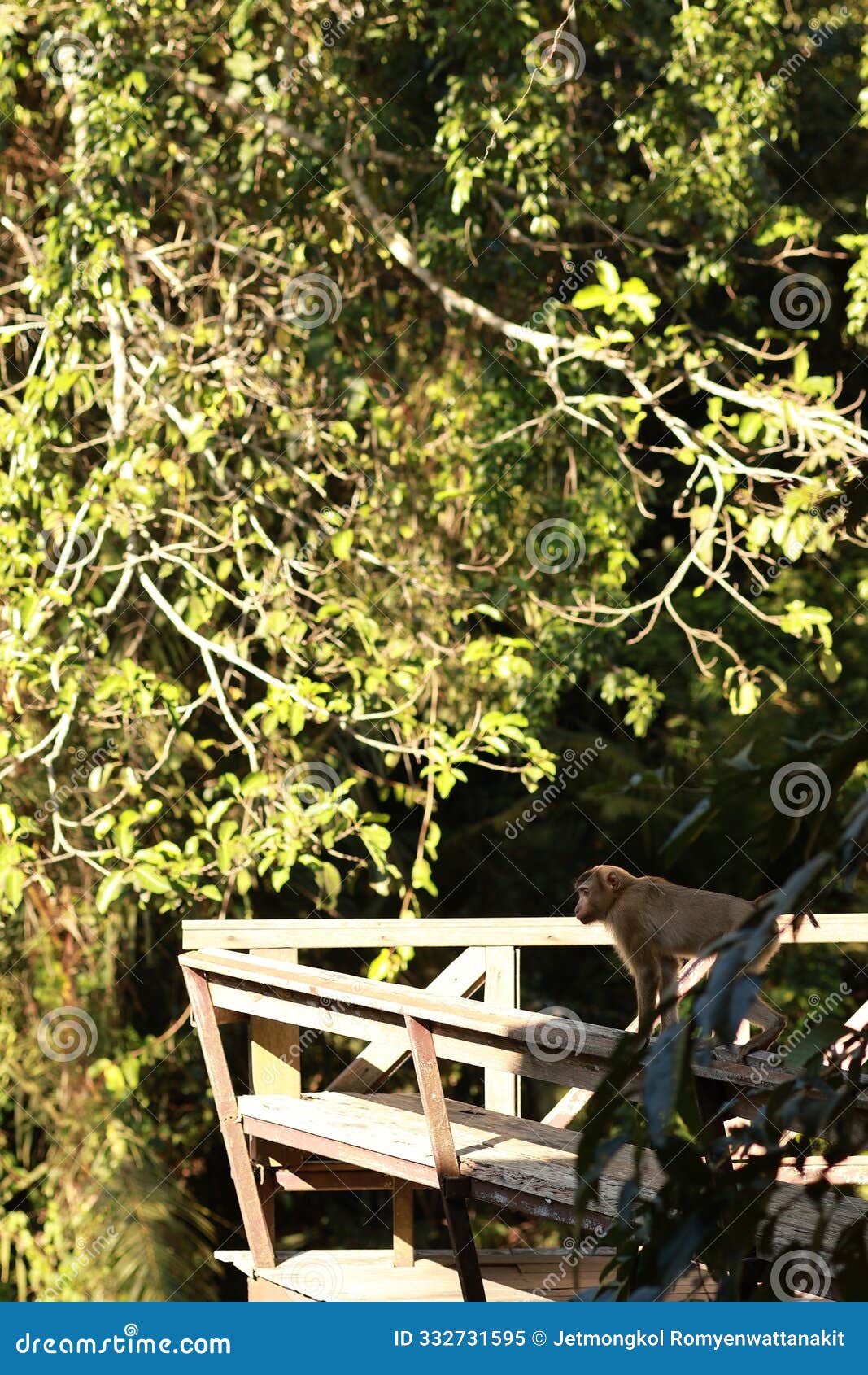 A Monkey is Sitting on a Wooden Platform Stock Image - Image of deck ...