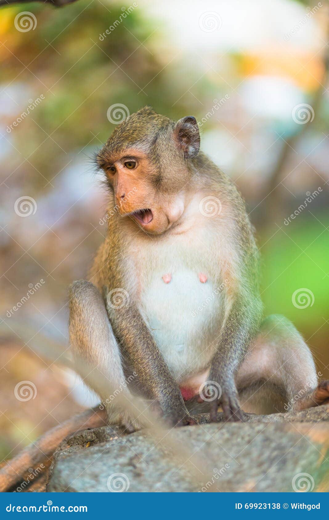 Monkey sittng looking down stock photo. Image of small - 69923138