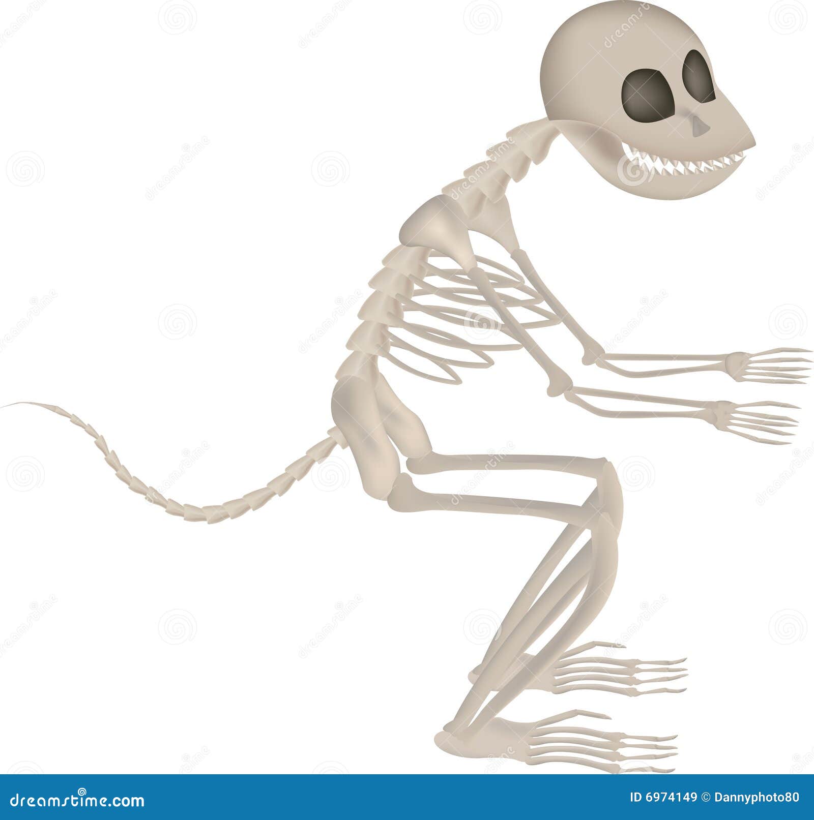 Monkey skeleton stock illustration. Illustration of skeletal - 6974149